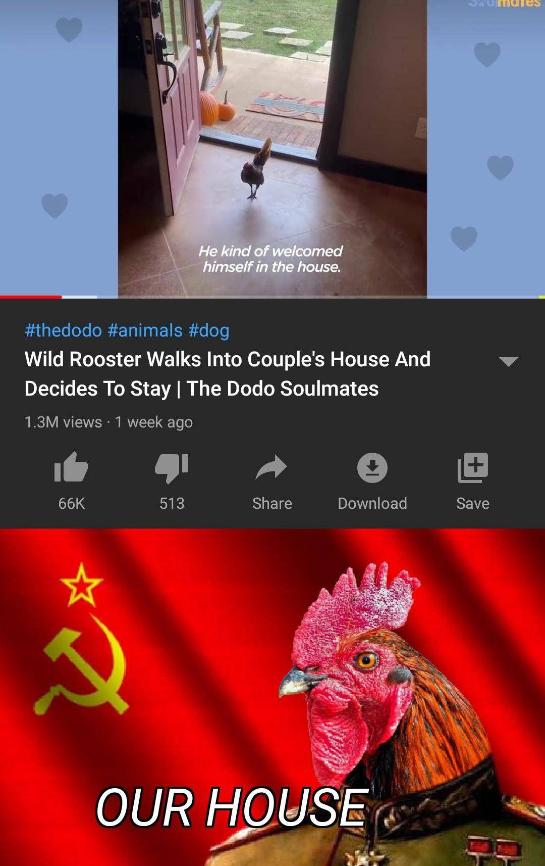 What a brave coc- | Scrolller