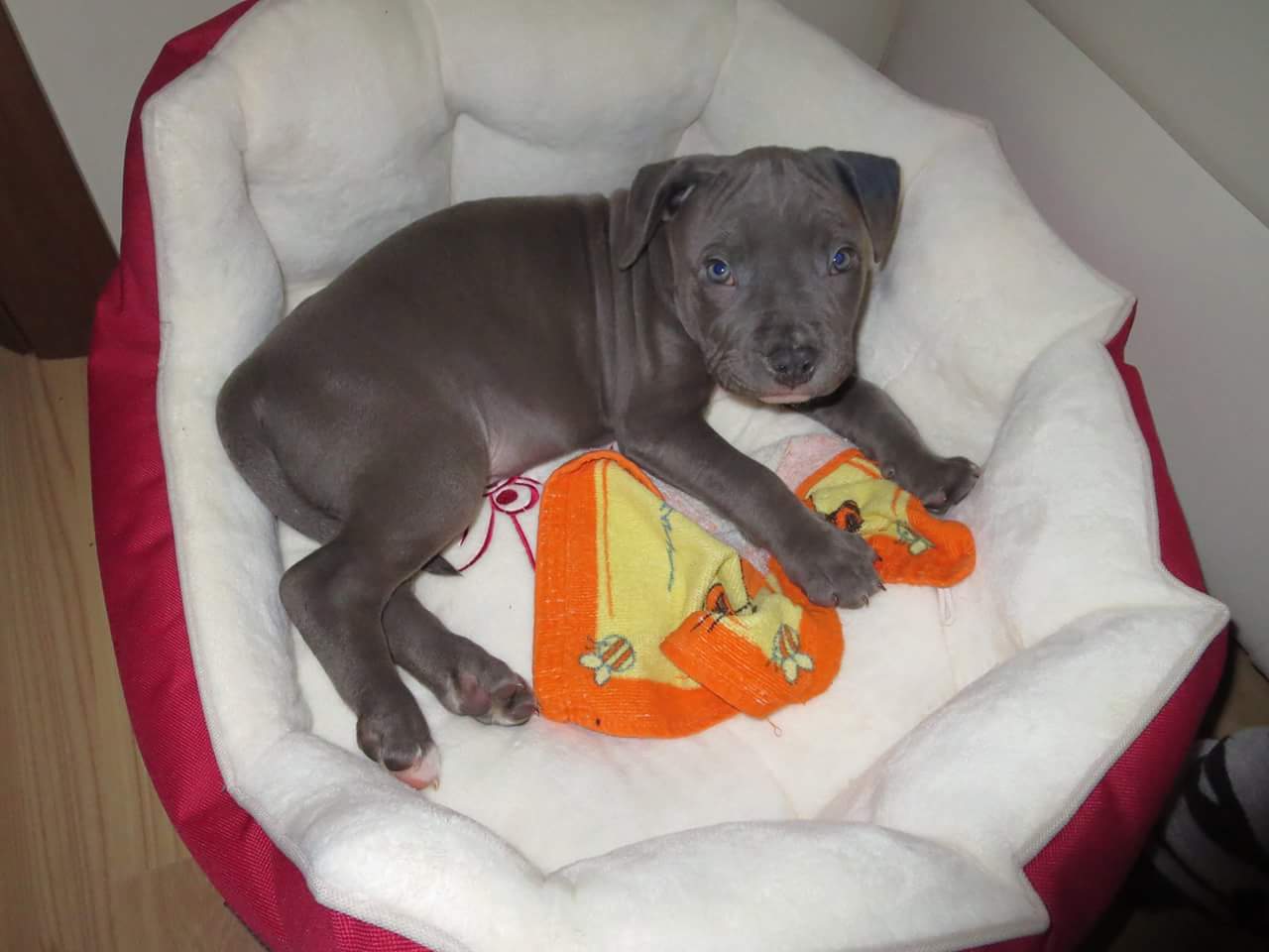 What a good boi | Scrolller