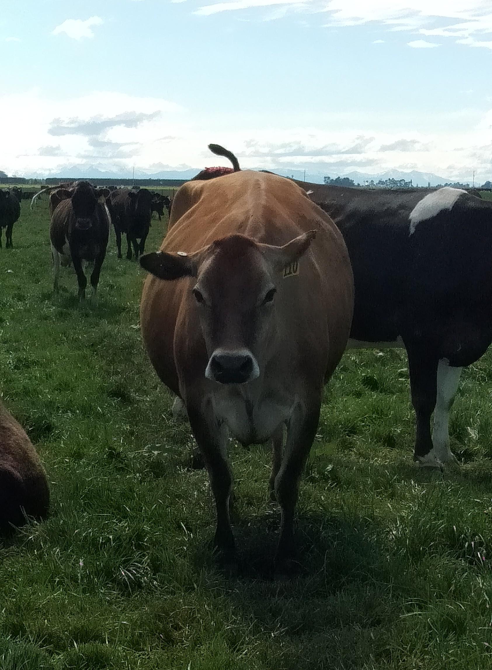 What a thicc beefcake | Scrolller