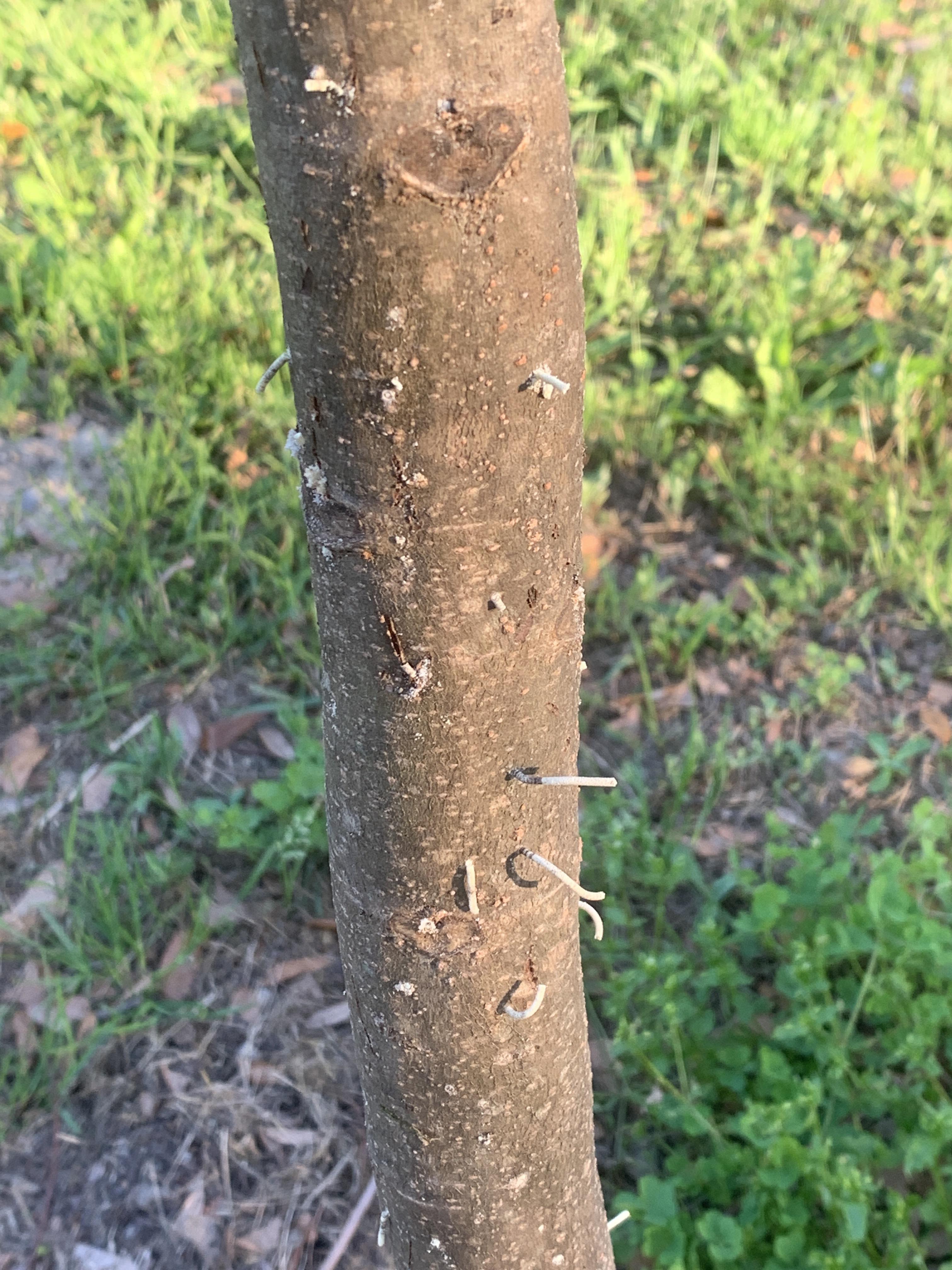 What are these growing from my tree? | Scrolller