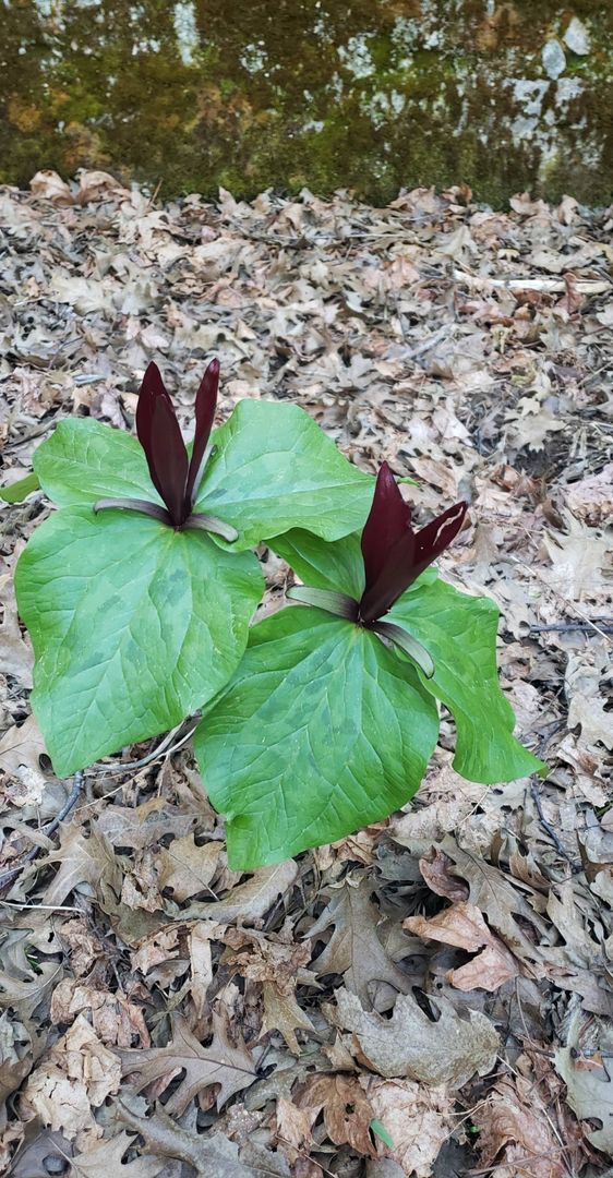 What are this? They're growing all over. | Scrolller