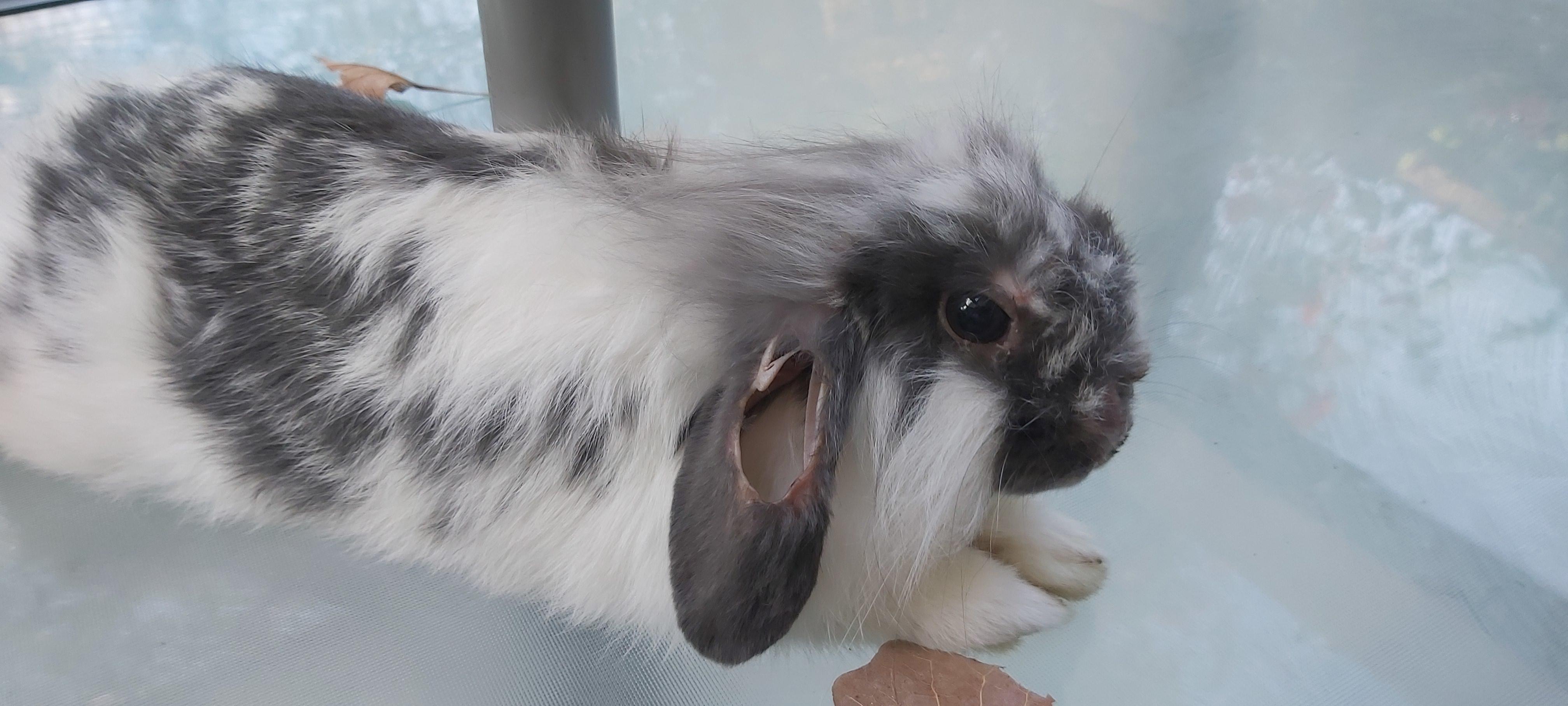 What breed is my bun? | Scrolller