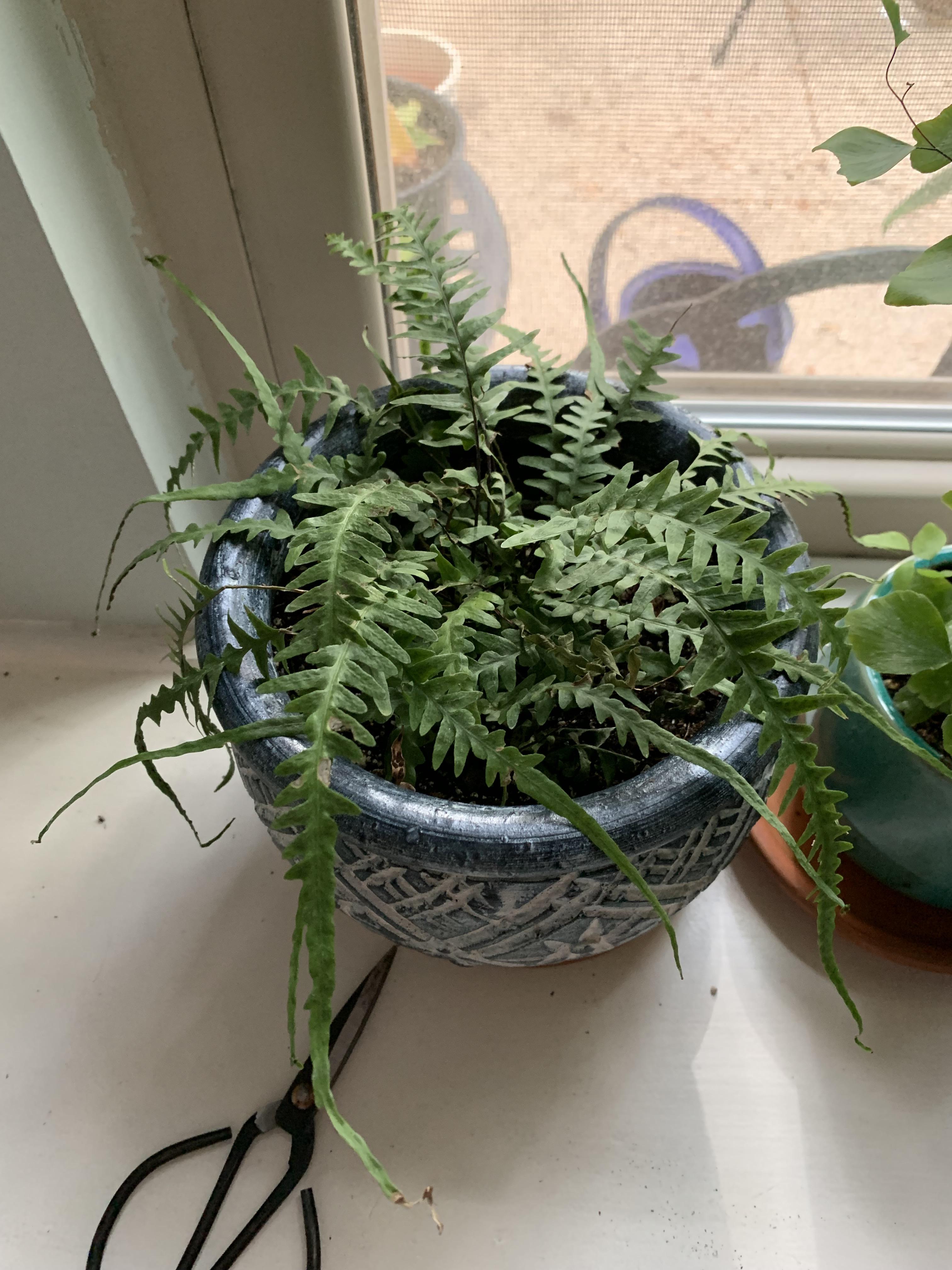 What fern is this? | Scrolller