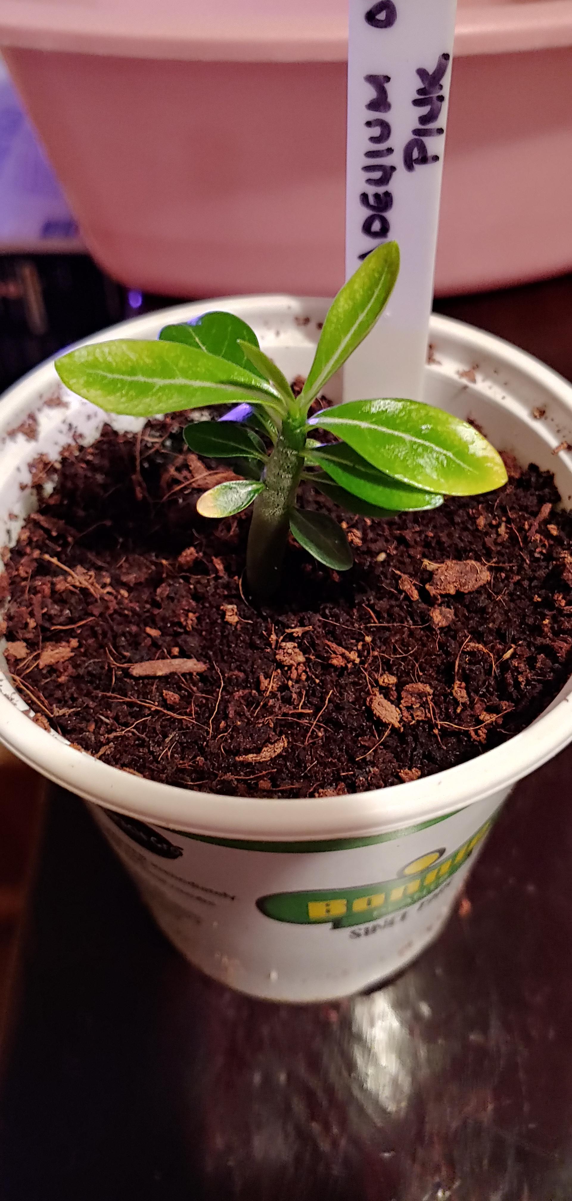 What is causing my leaves to yellow? | Scrolller