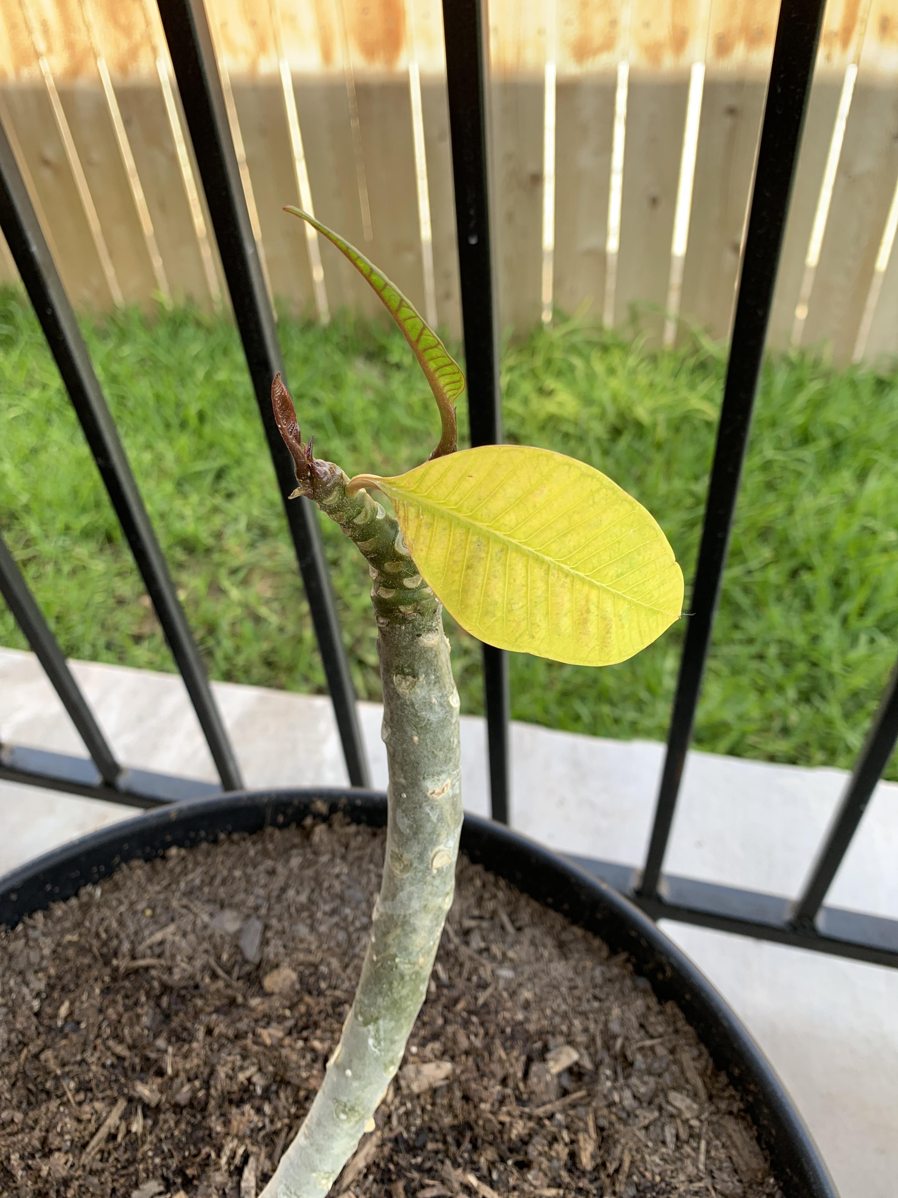 What is causing the yellowing and dropping of leaves? | Scrolller