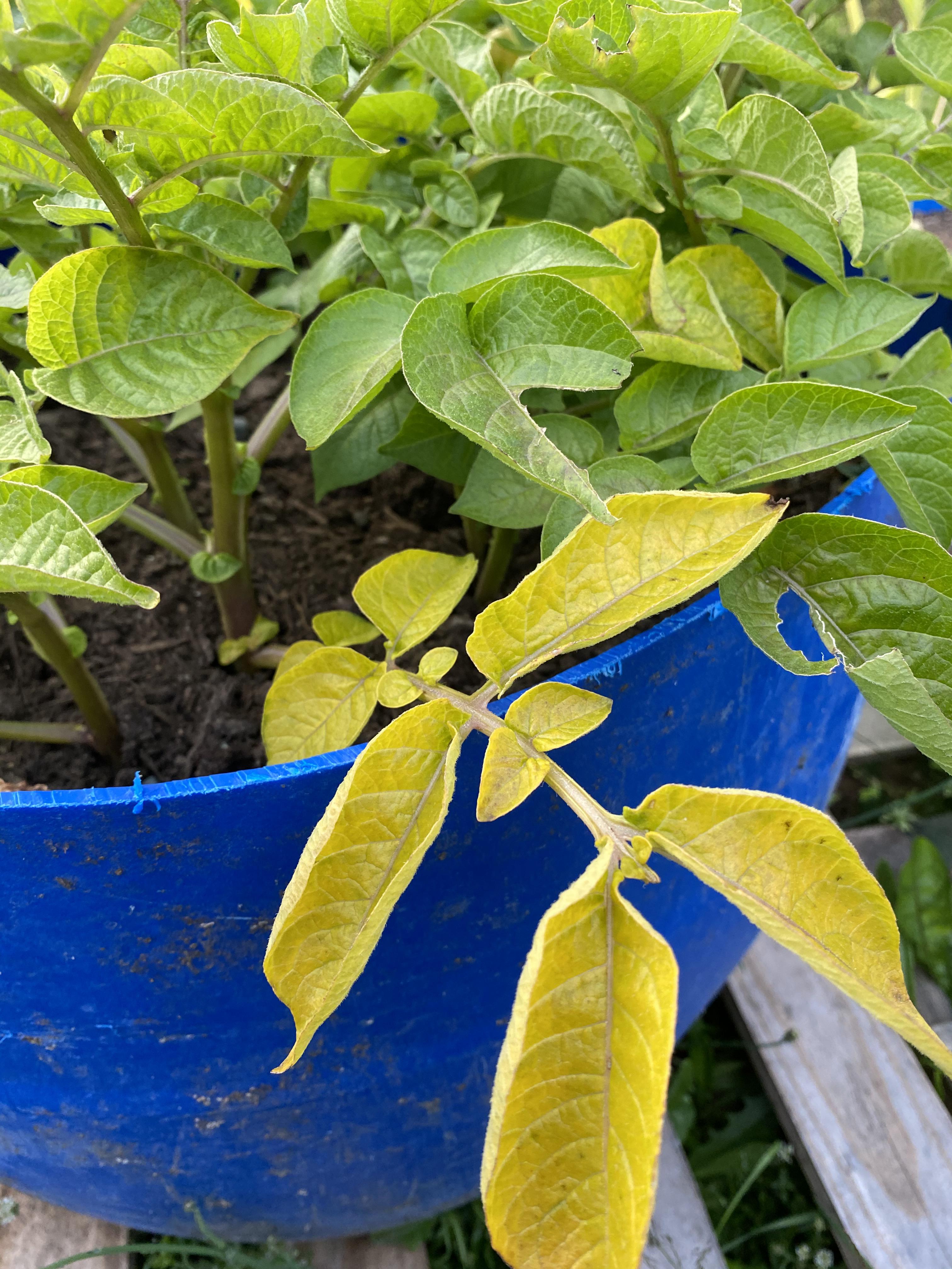 What is happening to my potato plant? | Scrolller