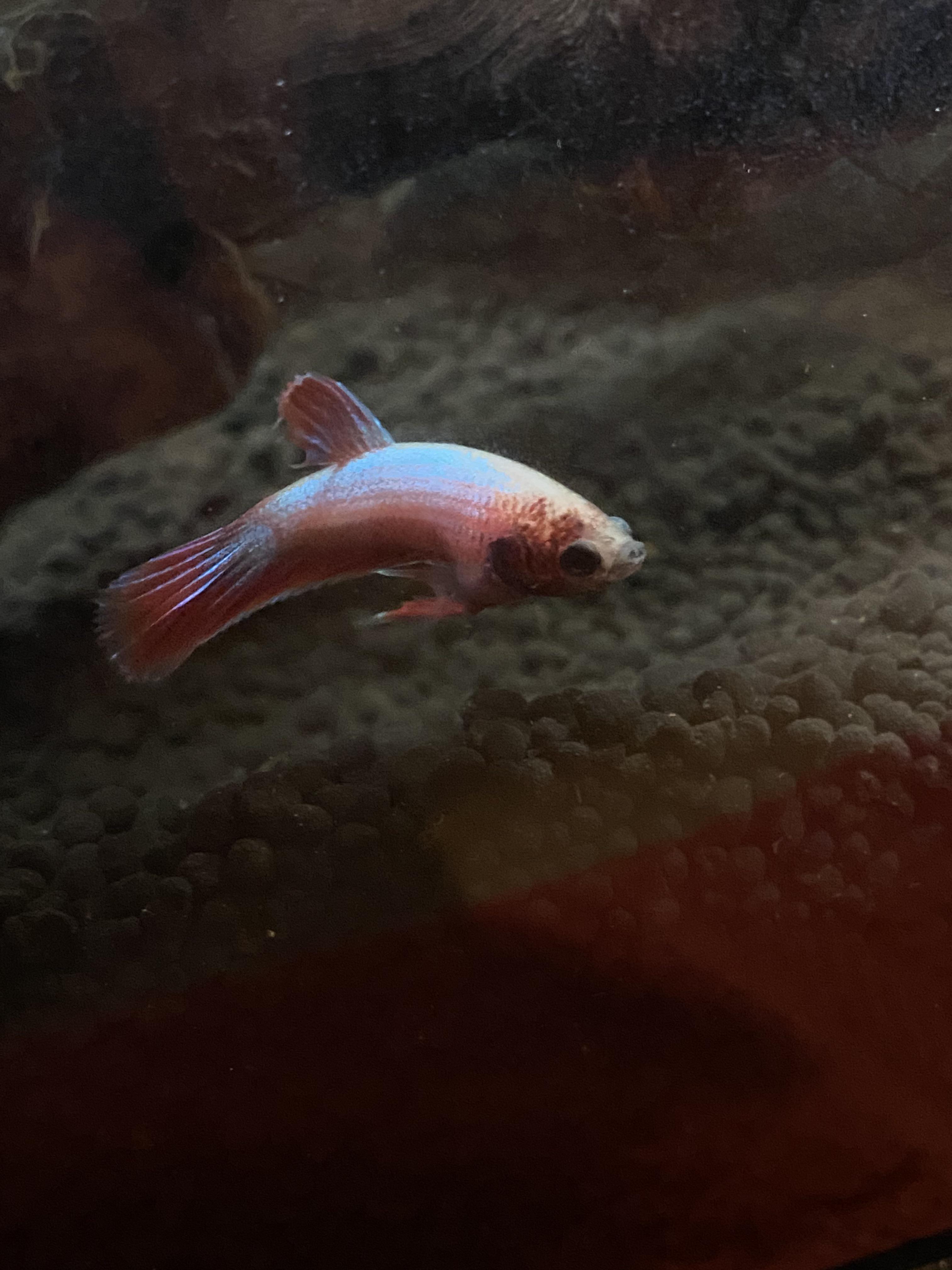 What is the discoloration/dark spots on my betta? | Scrolller