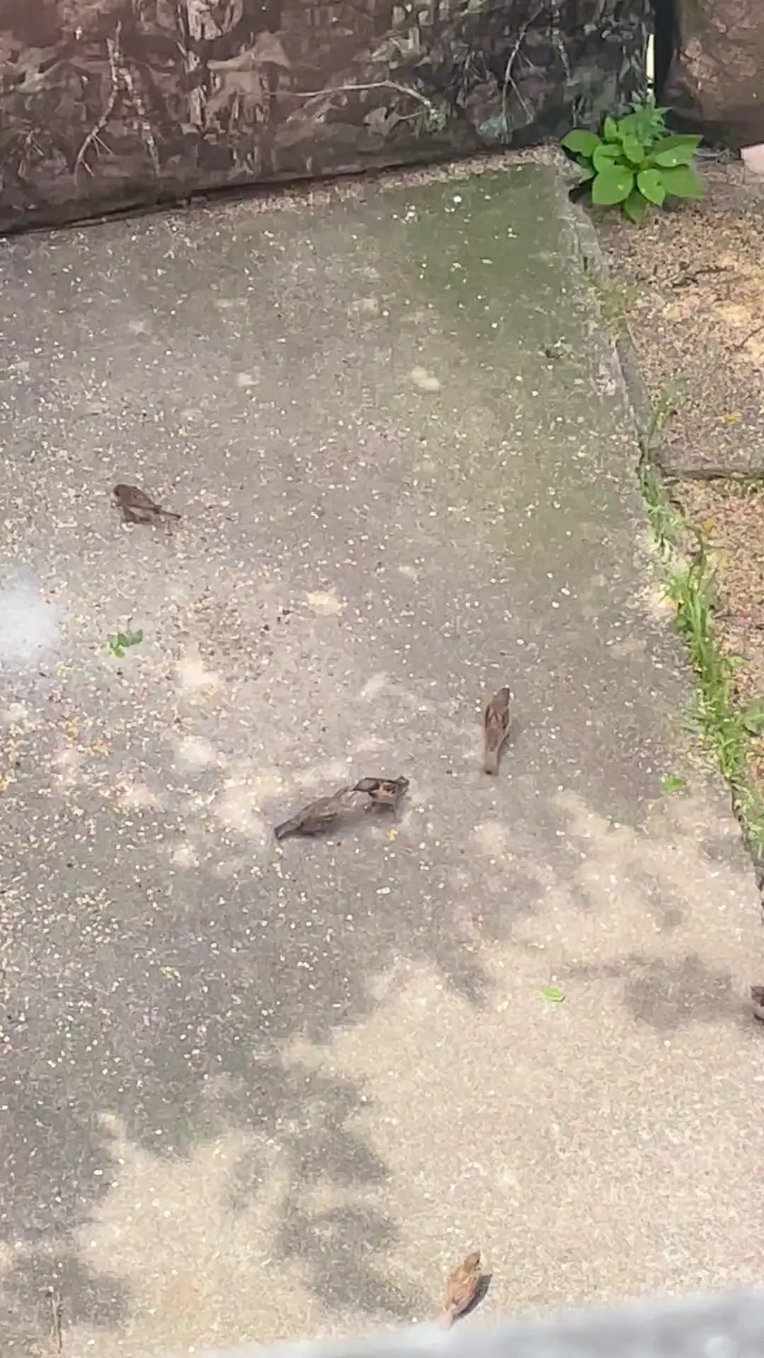 What is this behavior? | Scrolller