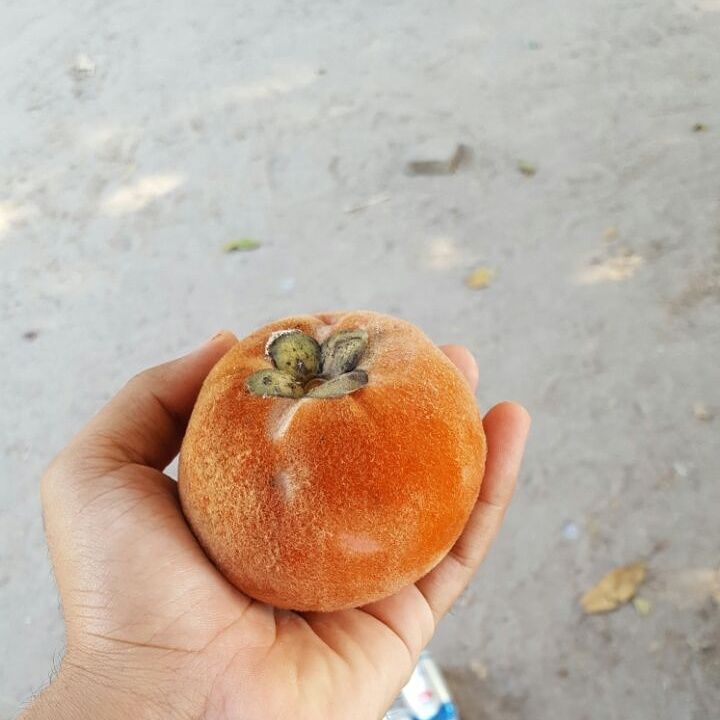 What is this strange fruit? | Scrolller