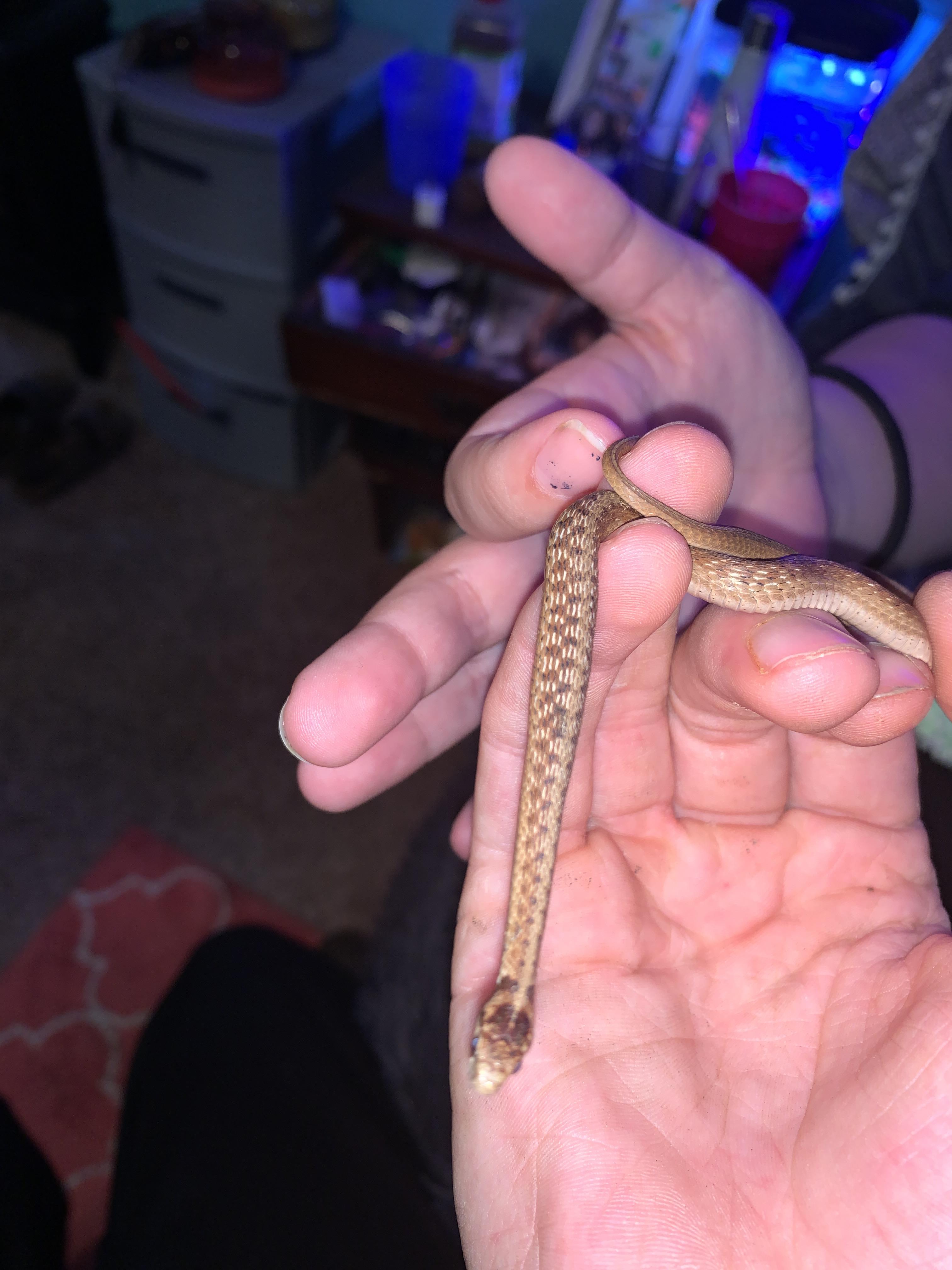 What kind of snake? | Scrolller