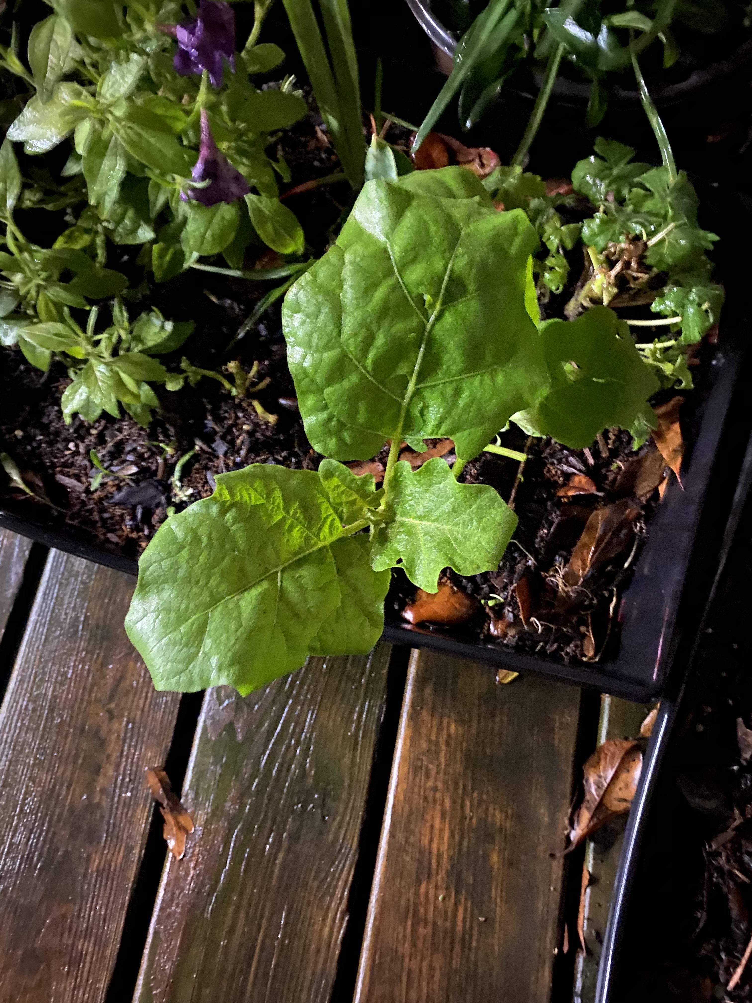 What kind of vegetable is this? | Scrolller