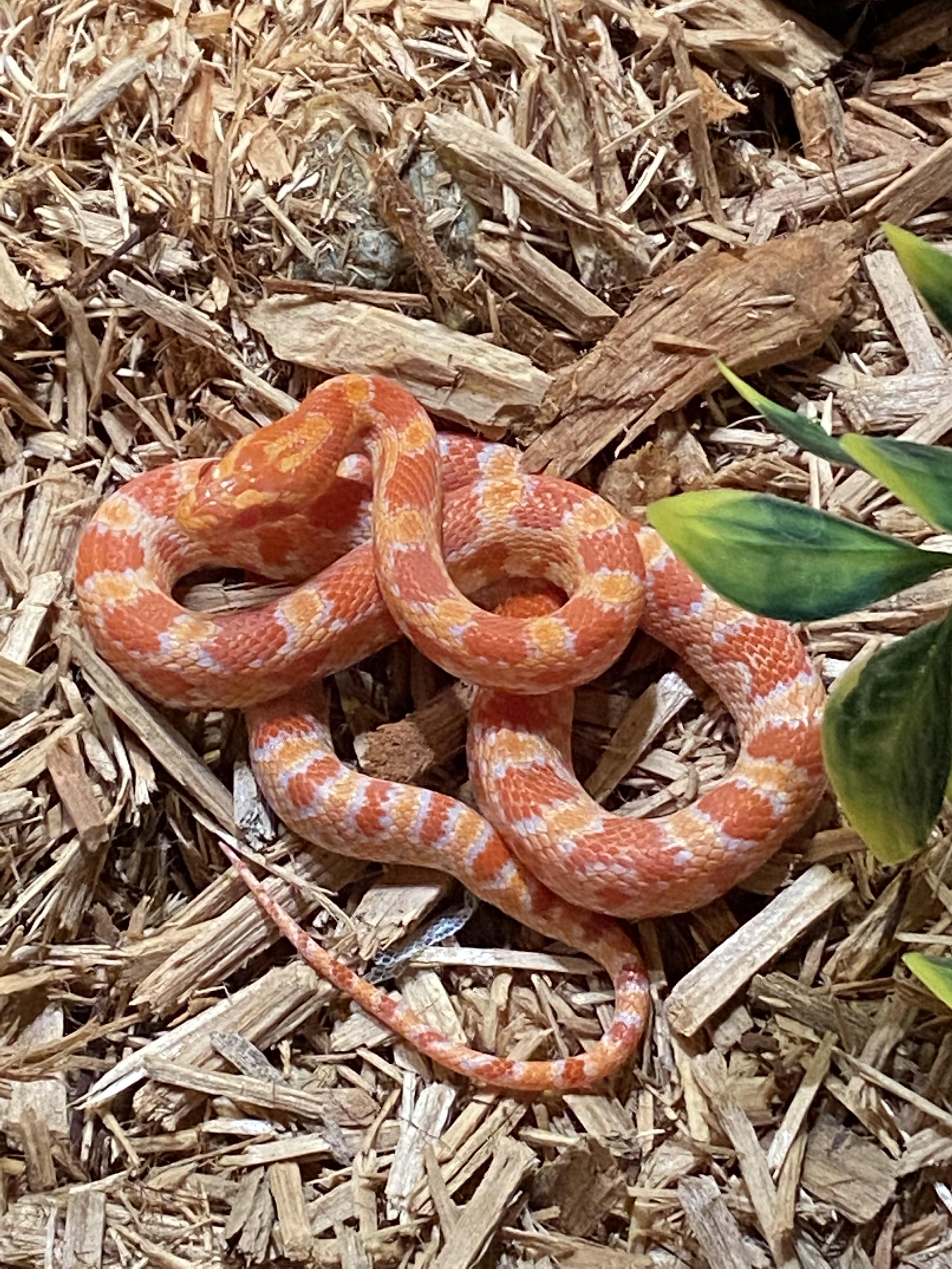 What morph is my mother’s cornsnake? | Scrolller