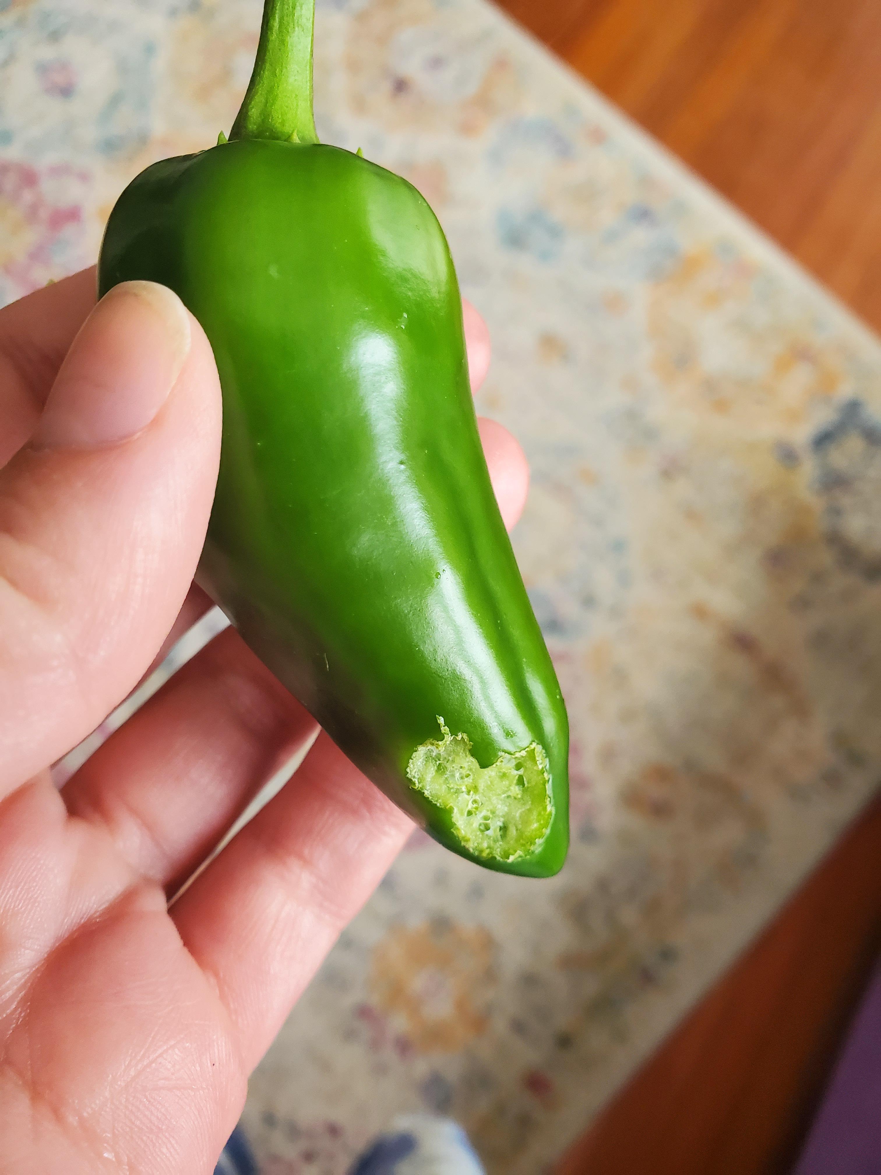 What's chomping my peppers?? | Scrolller