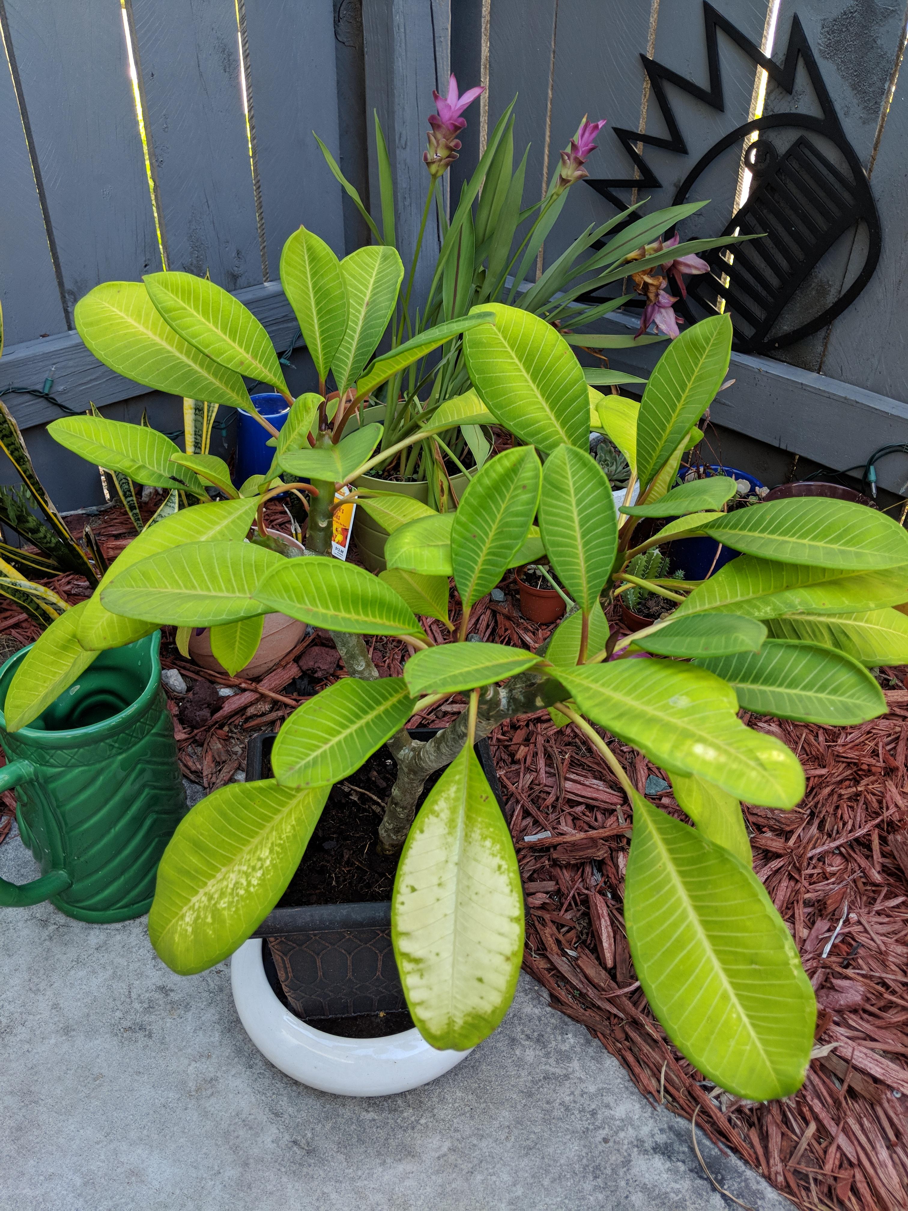 Whats wrong with my plumeria? Yellowing and oddly patterned leaves :( | Scrolller