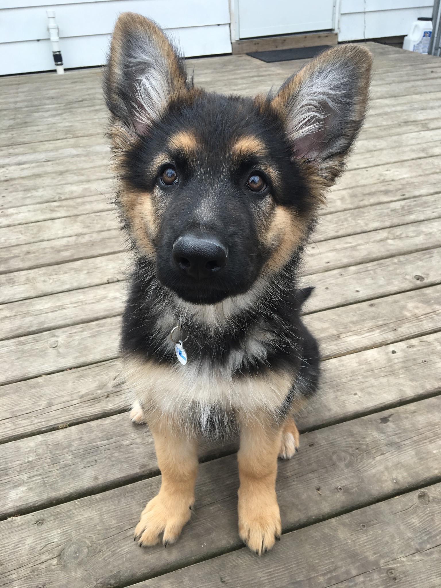 When my shepherd was a lil pup 🥺 | Scrolller