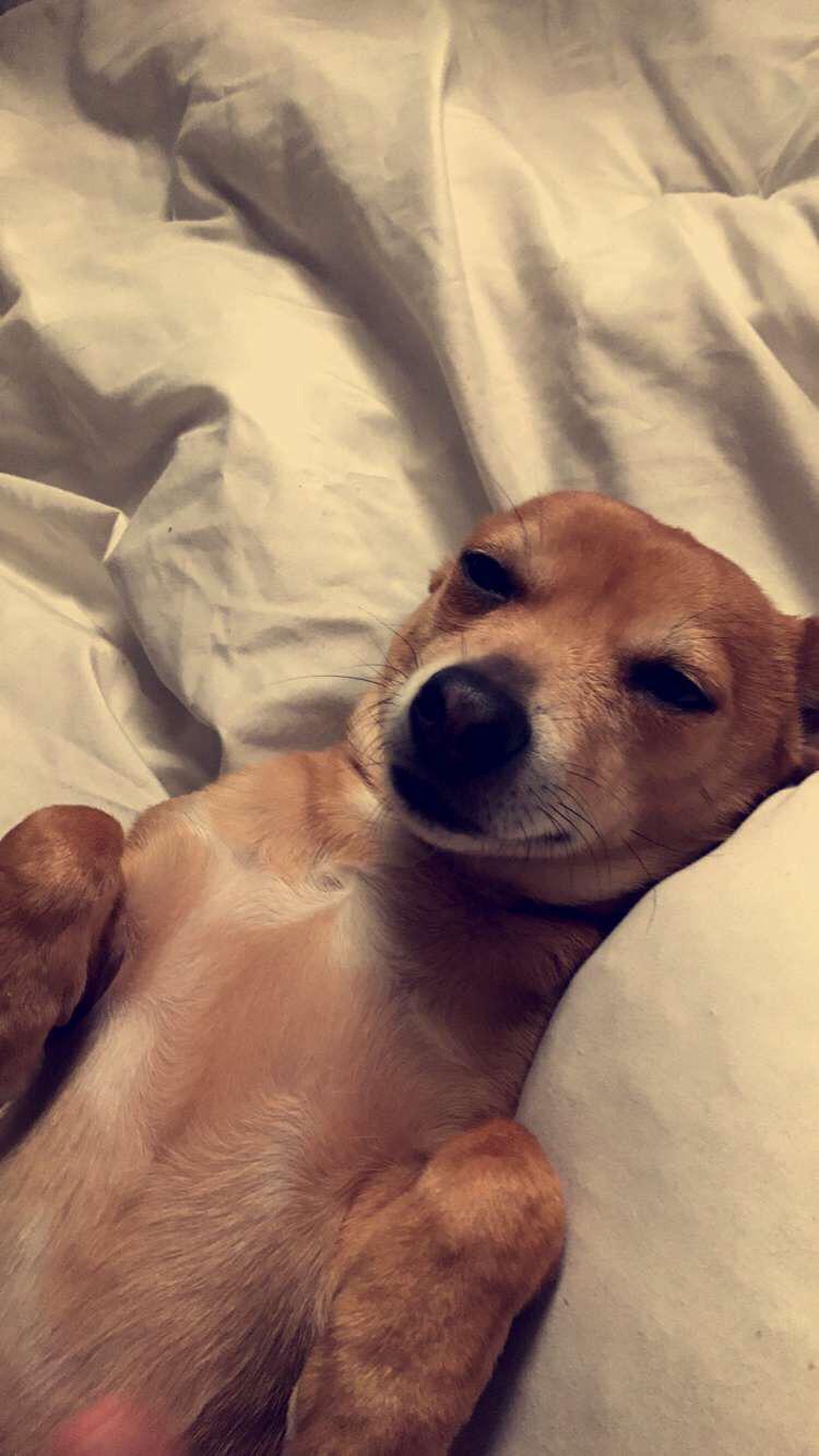 When the calming treat hits | Scrolller