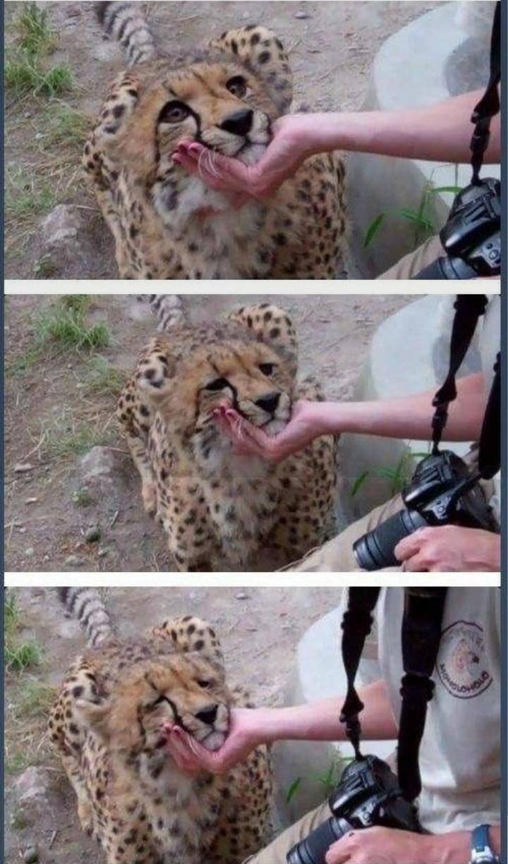 When the photographer touched the cheetah | Scrolller