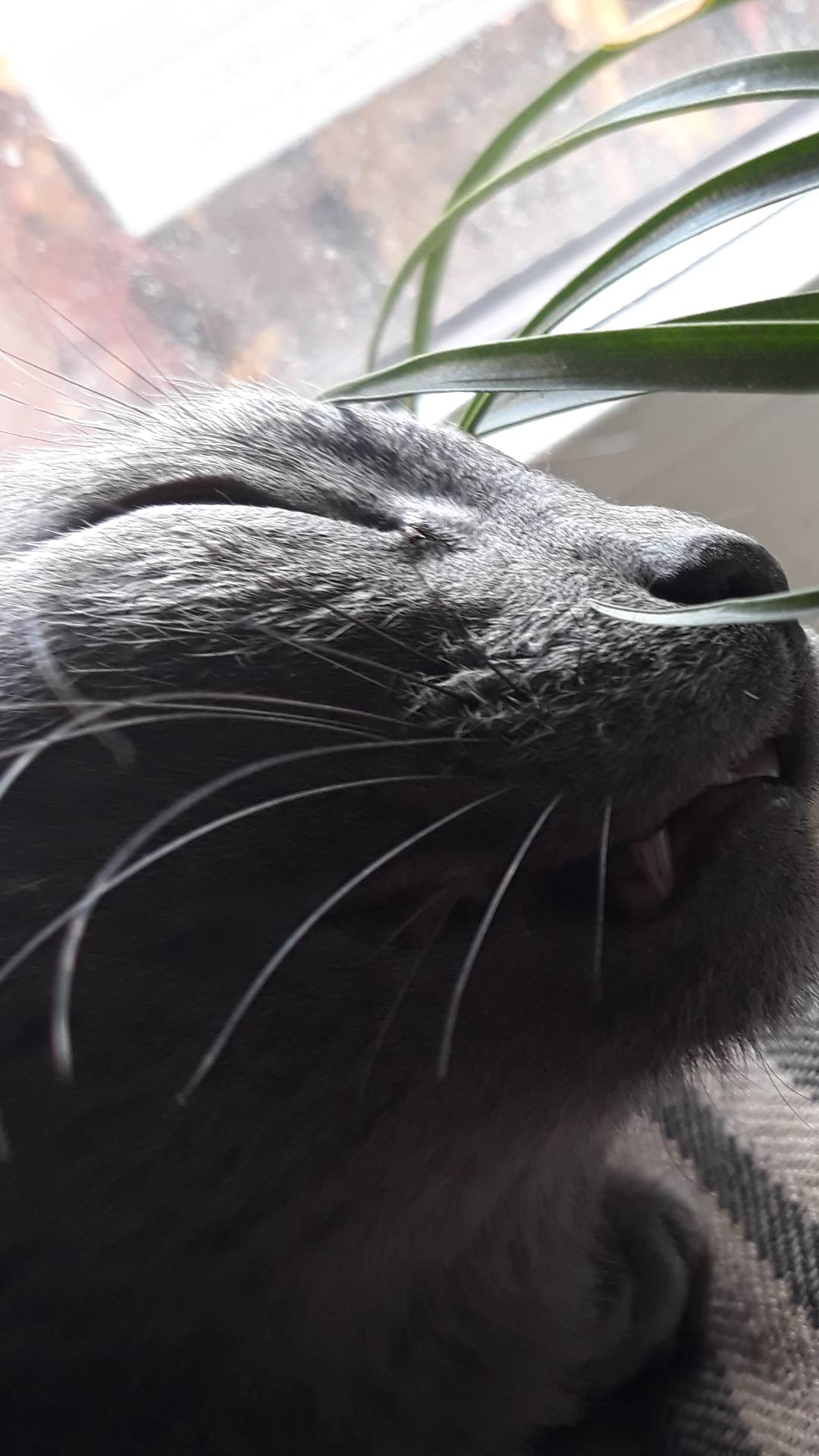 When the weed hits | Scrolller