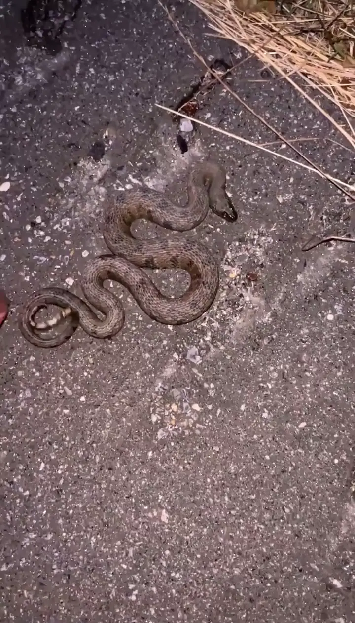 When you check to see if that snake on the side of the road is dead ...