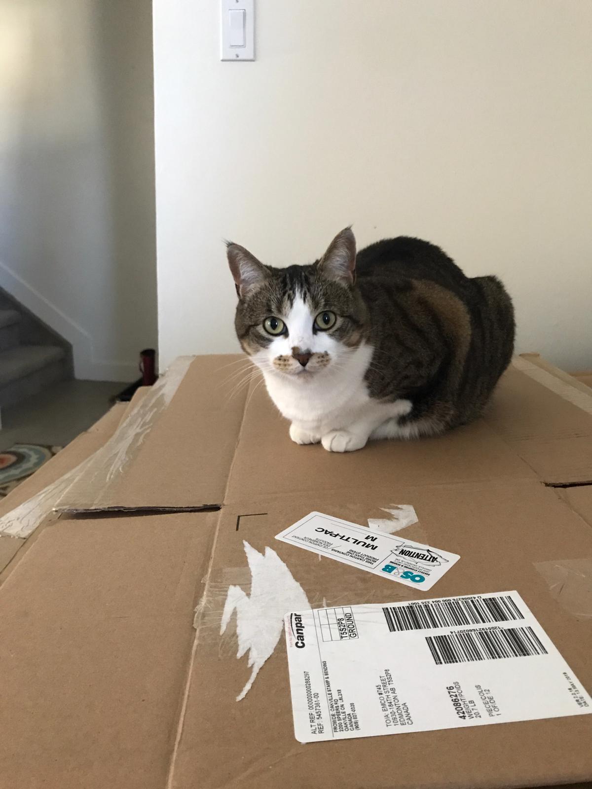 When you’re trying to pack but a cute loaf is in the way | Scrolller
