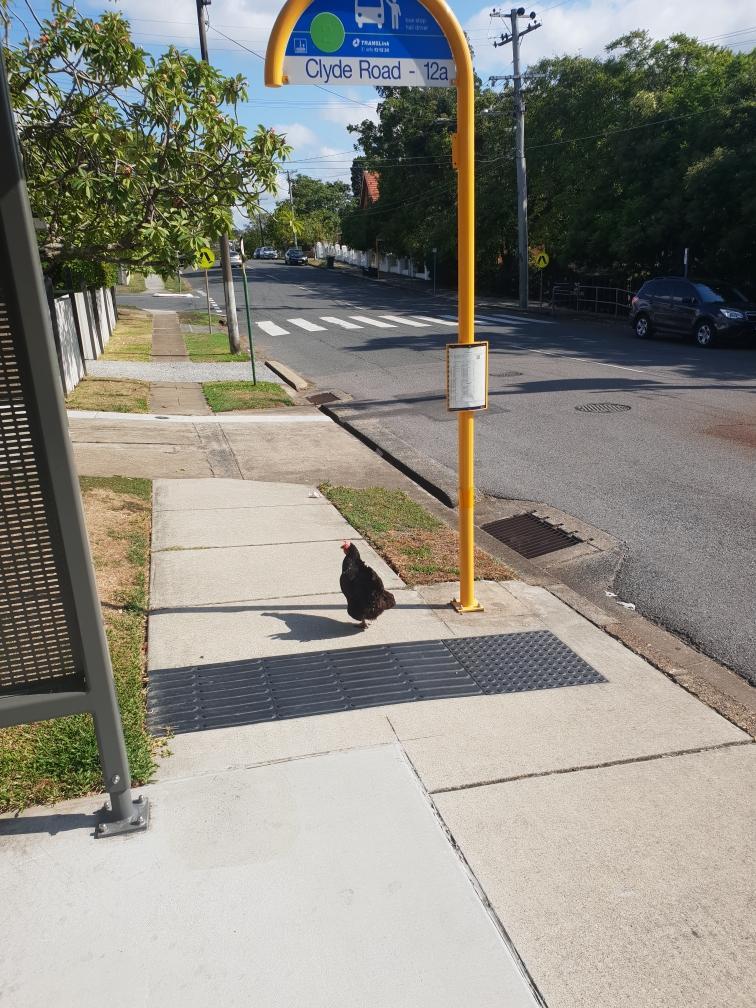 "Where is that damn bus? SQUAWK!" | Scrolller