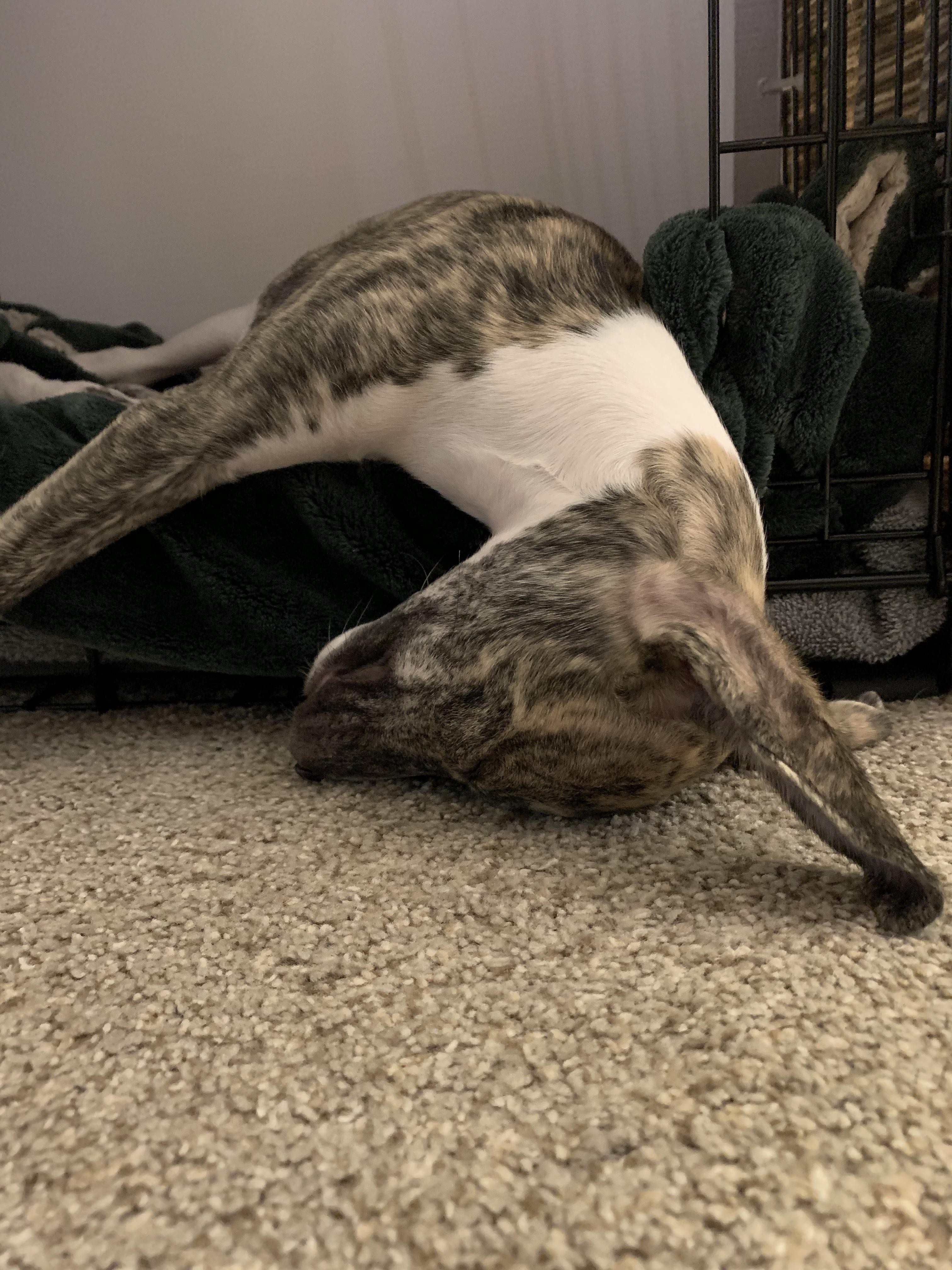 Whippet Crash | Scrolller