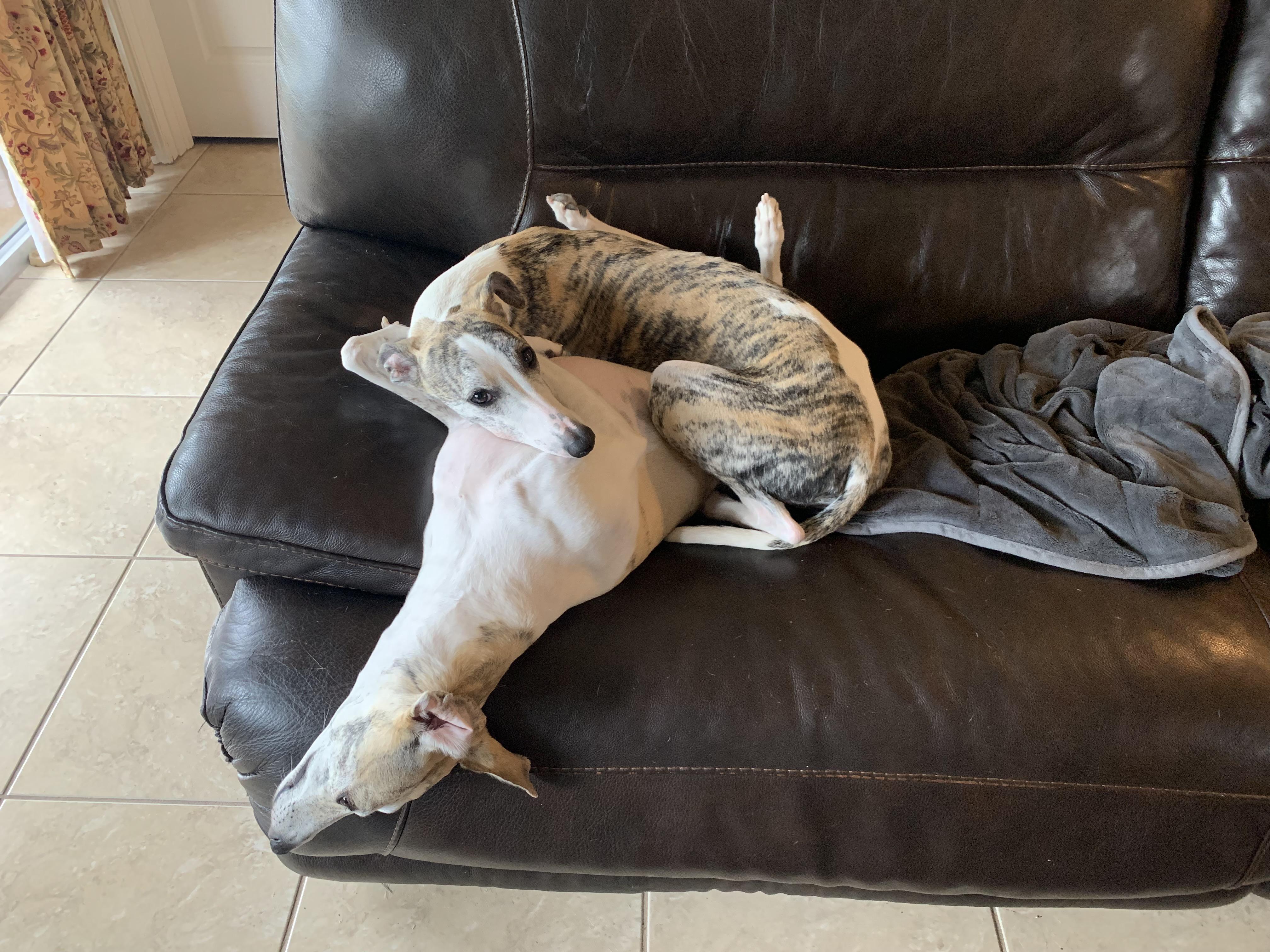 Whippets need Whippets | Scrolller