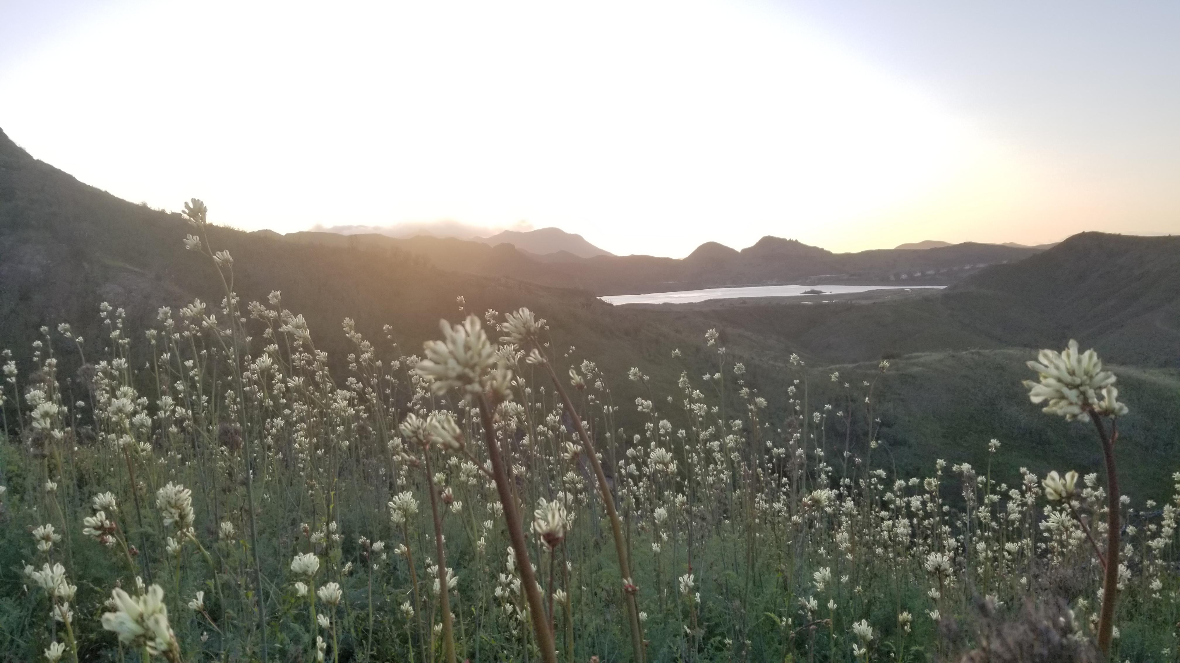 White bleeding hearts, Triunfo Creek | Scrolller