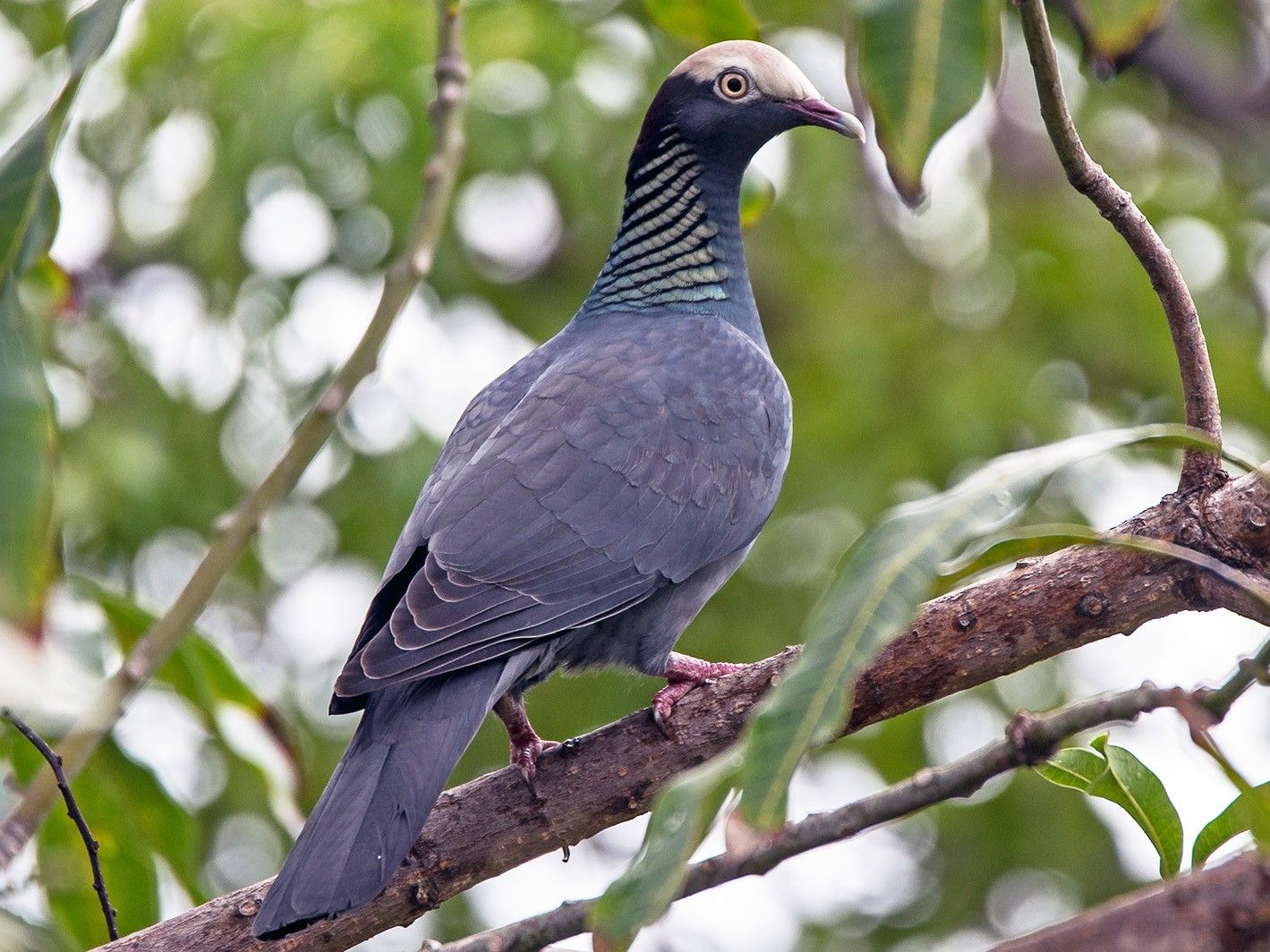 White-crowned Pigeon | Scrolller