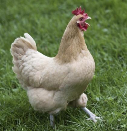 White hen | Scrolller