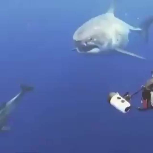 Underwater cameraman calmly redirecting a great white shark | Scrolller