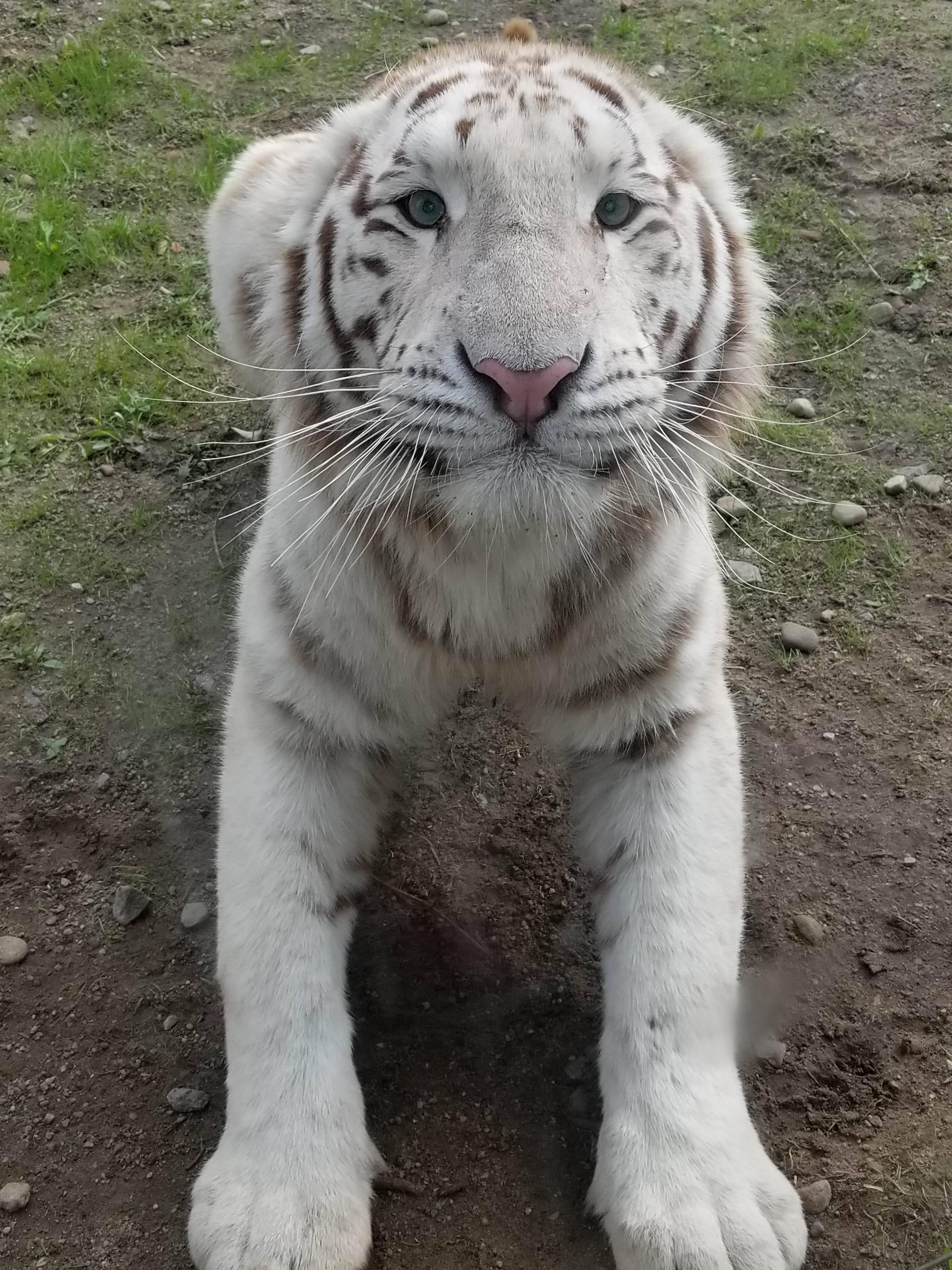 White Tiger | Scrolller