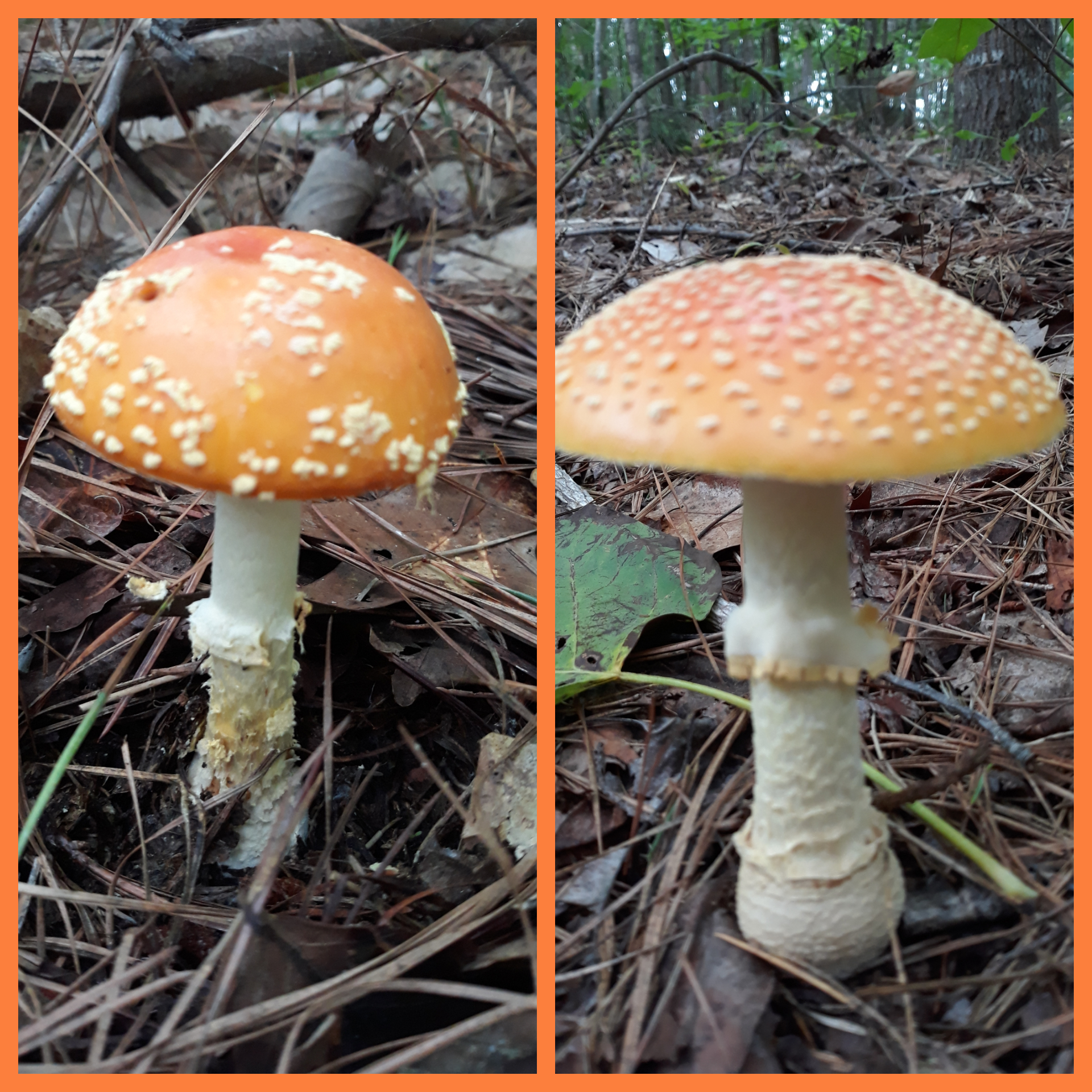 Who Are These Two Scrolller