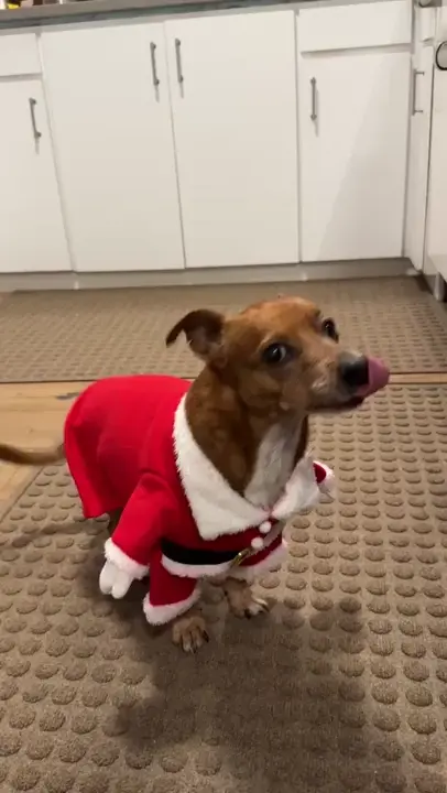 Who’s coming to the santa claws pub crawl? | Scrolller