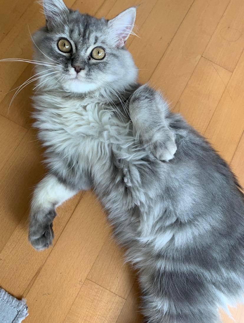 Who you calling floofy? | Scrolller