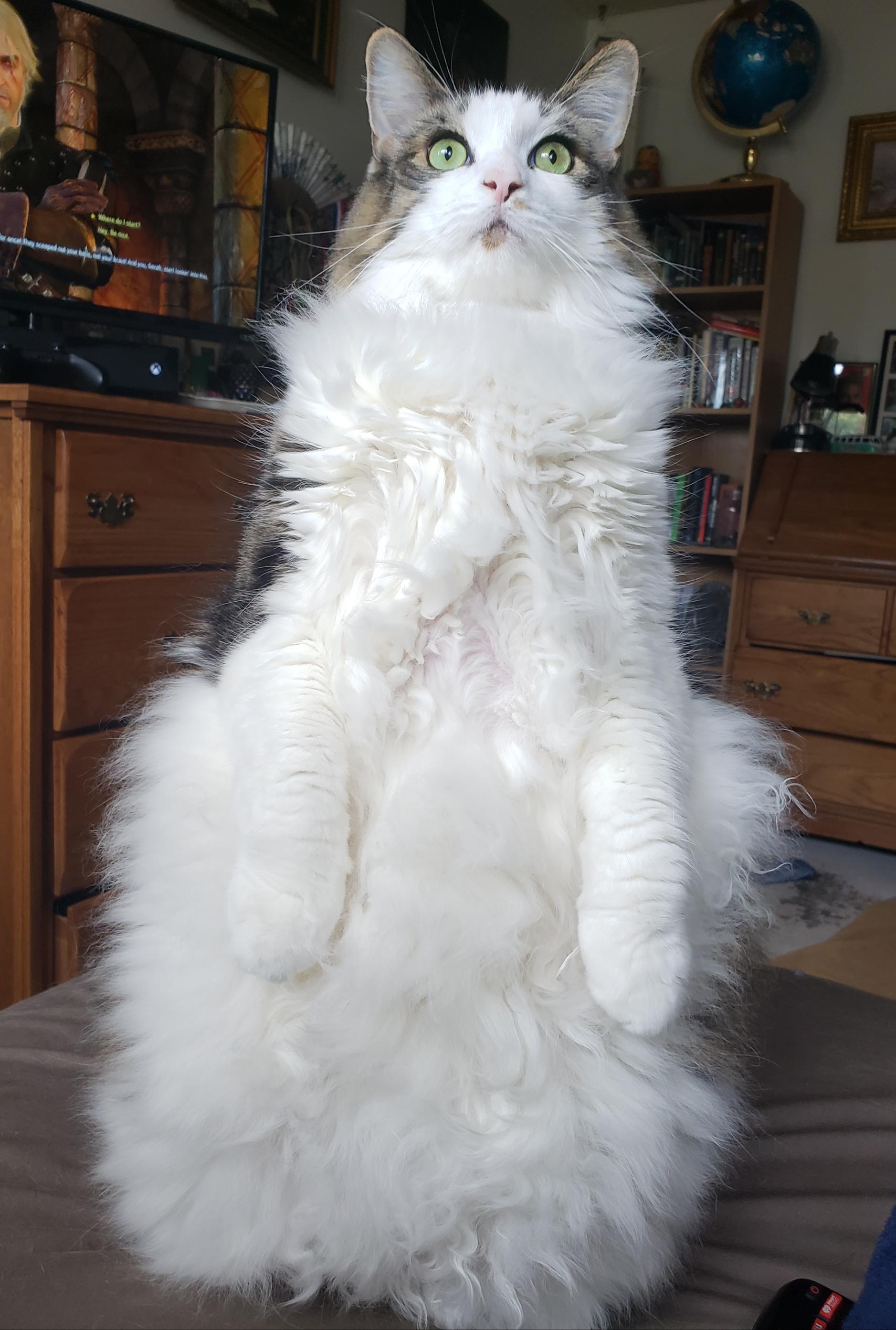 Whole Lotta Fluff! | Scrolller