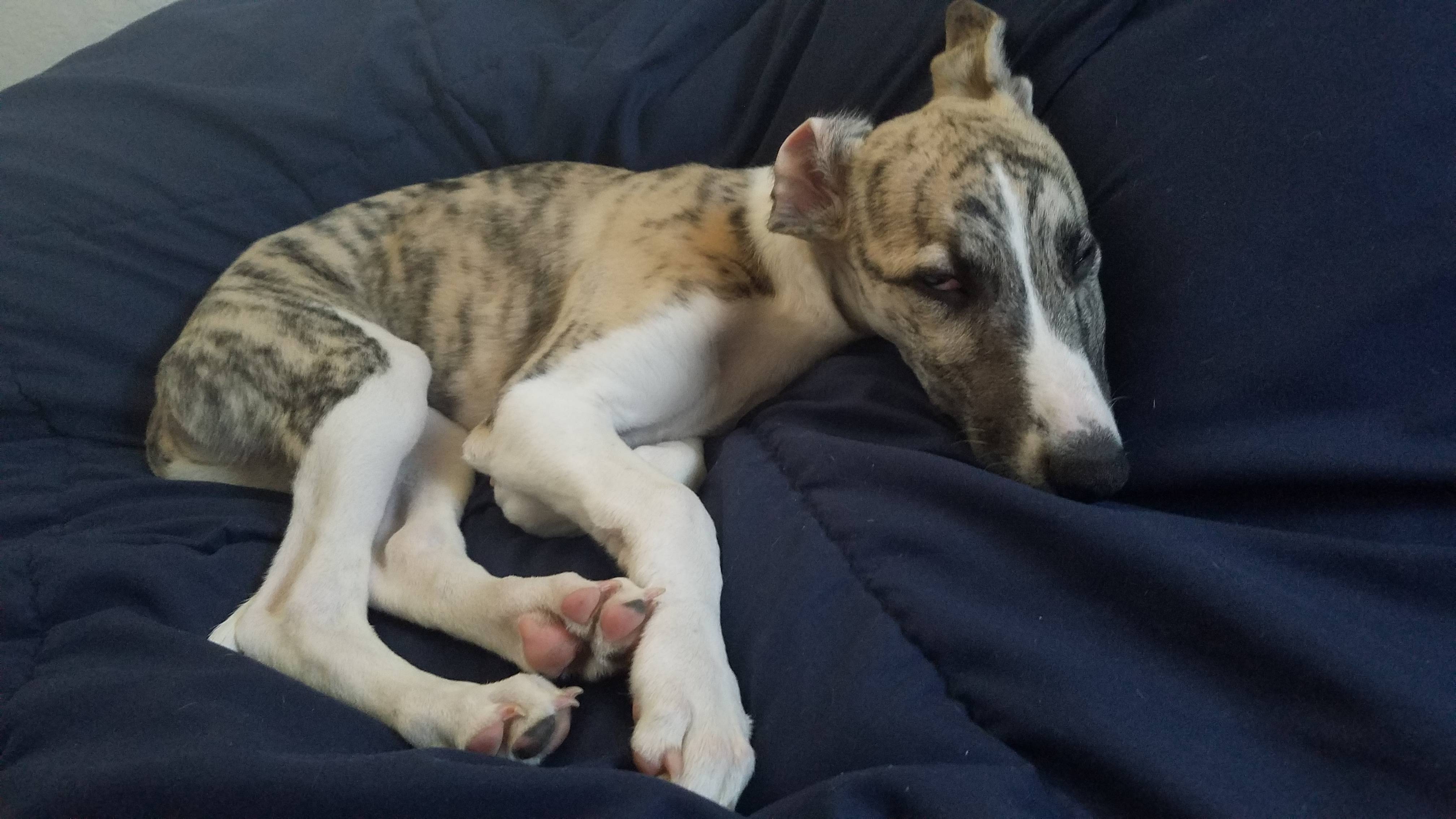 Whomst hath disrupted my slumber? | Scrolller