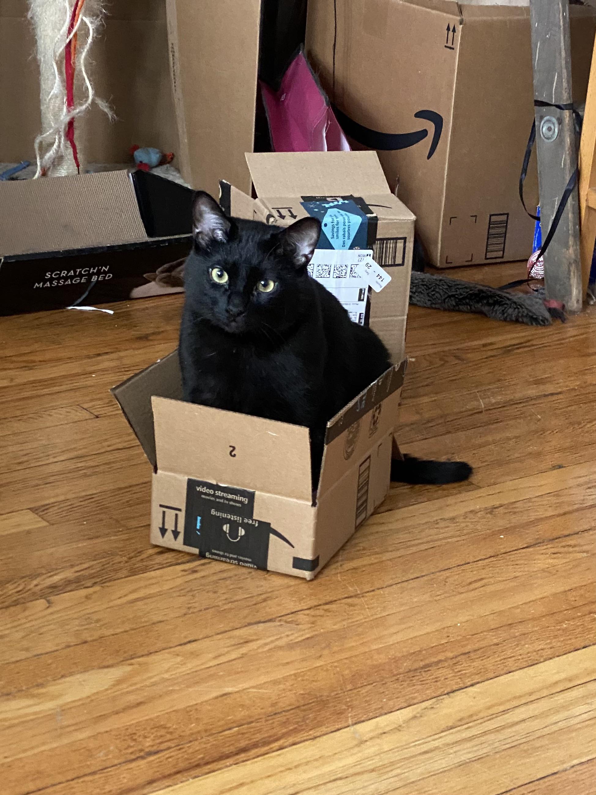 Why do cats love boxes so much?? | Scrolller
