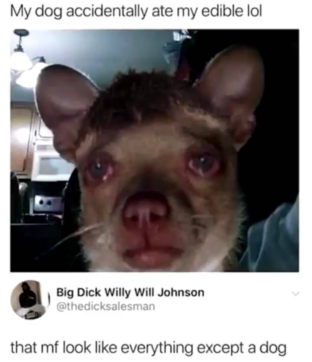 Why does he look like that tho? | Scrolller