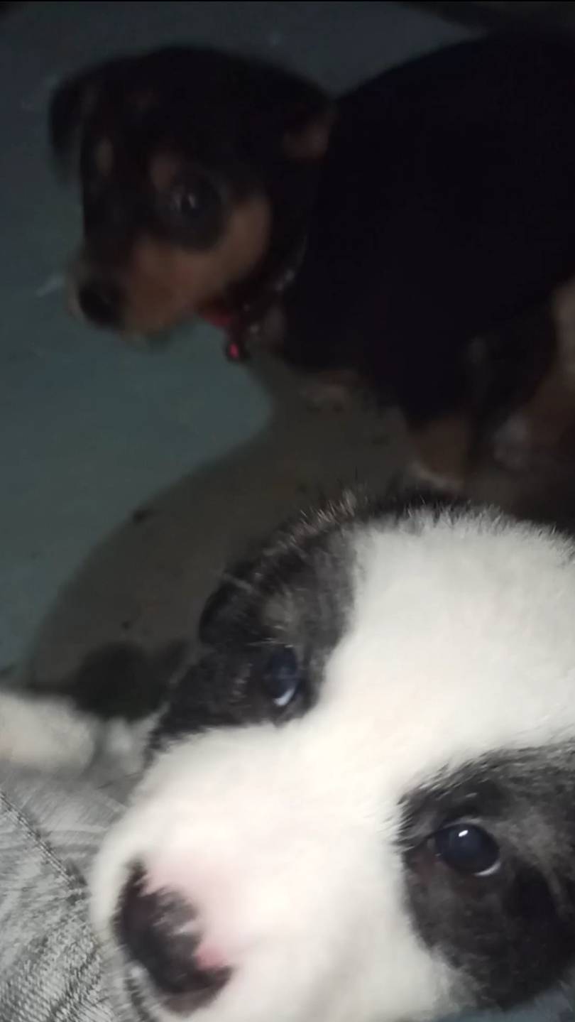 why is my two dogs looks like a meme here | Scrolller