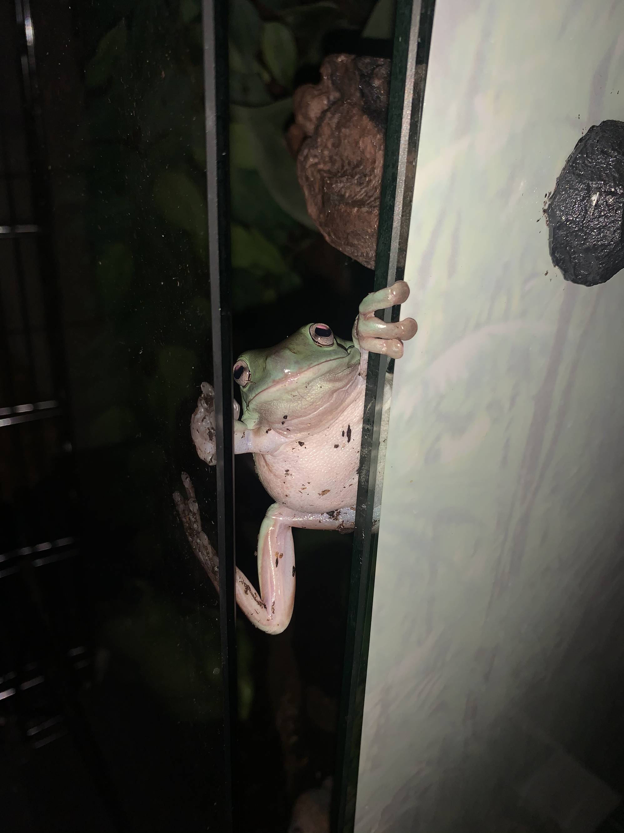 Why is this picture of my frog so cursed | Scrolller