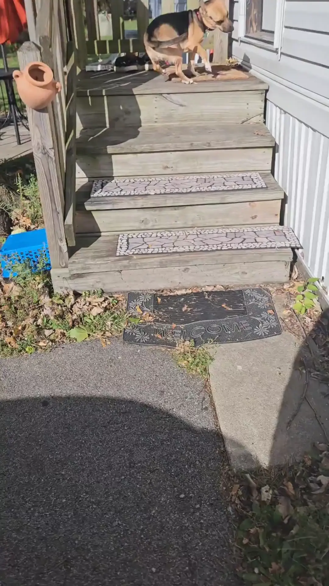 Wiggles and tippy taps | Scrolller