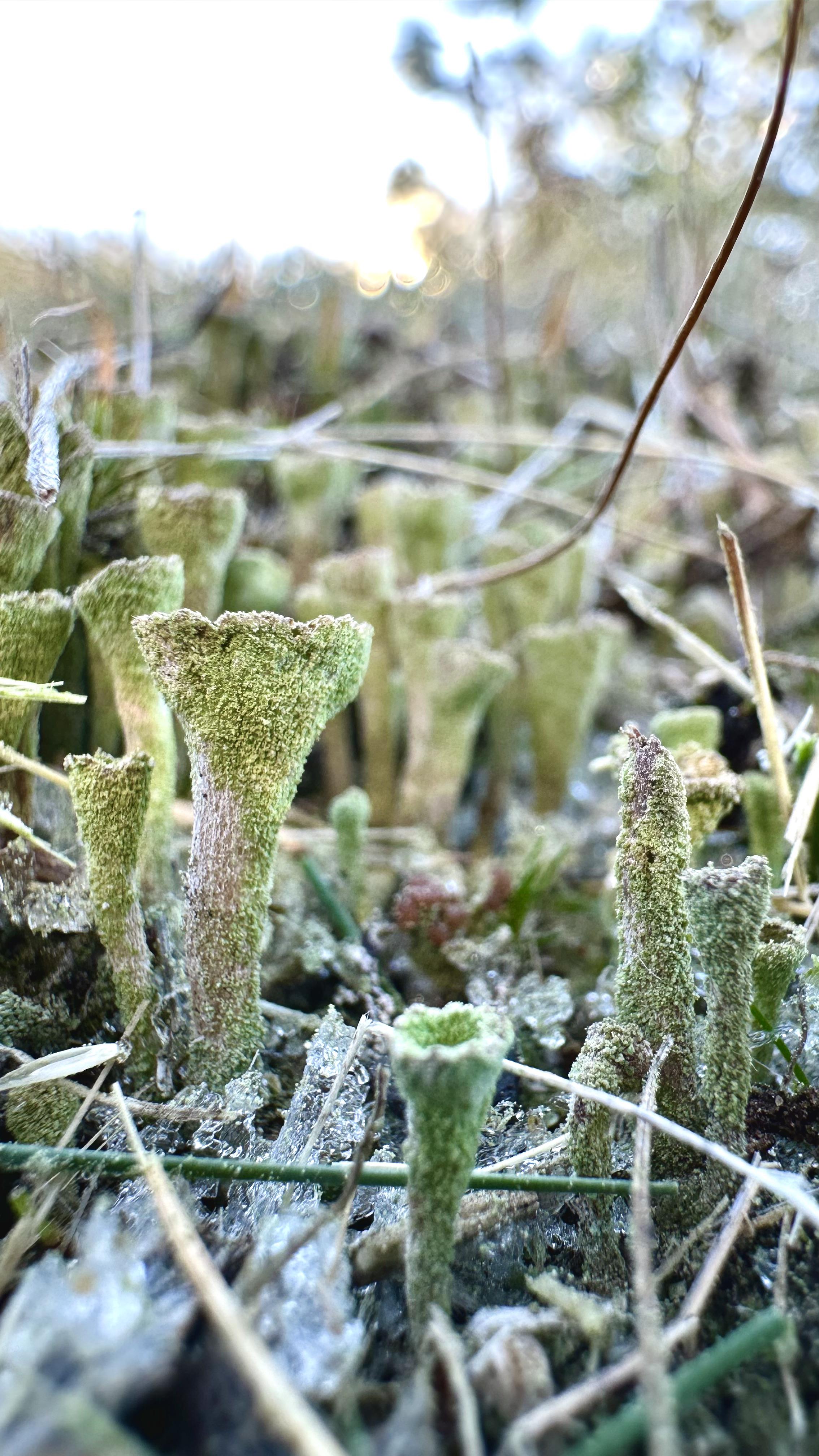 Wild Shrek Ears. | Scrolller