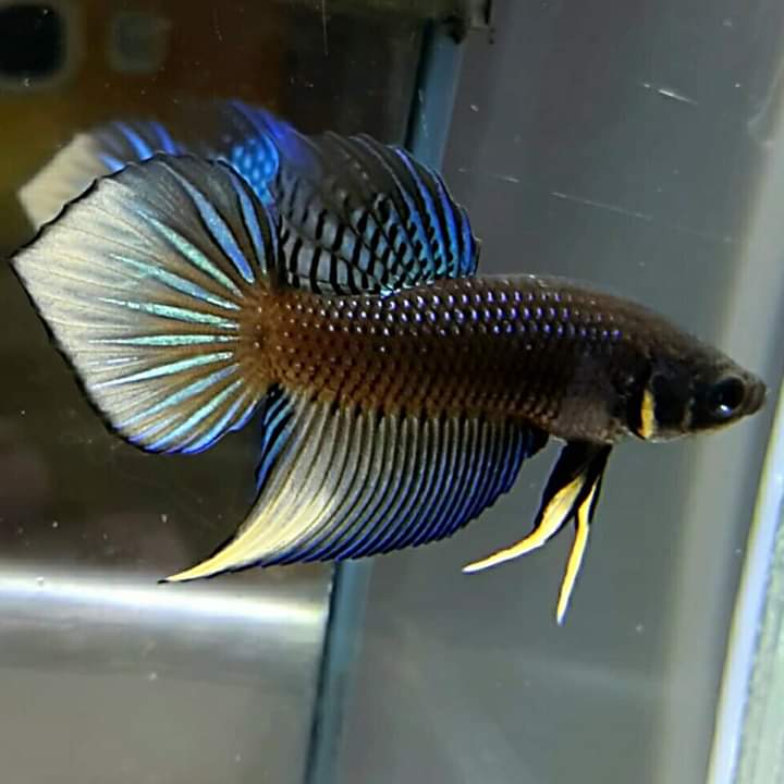 Wild type hybrid. This one left me speechless. | Scrolller