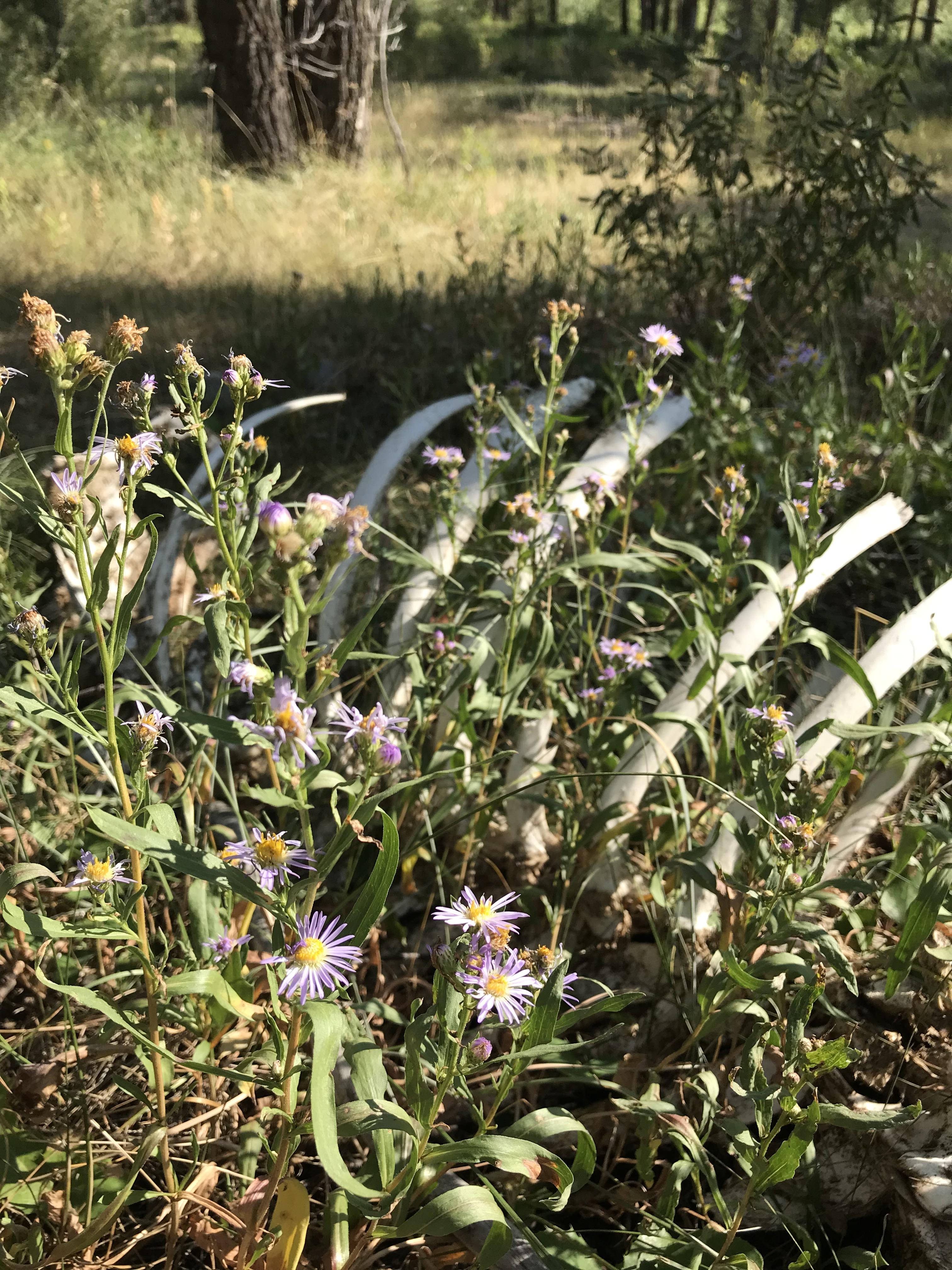 Wildflowers from a Ribcage, Grand Teton National Park | Scrolller