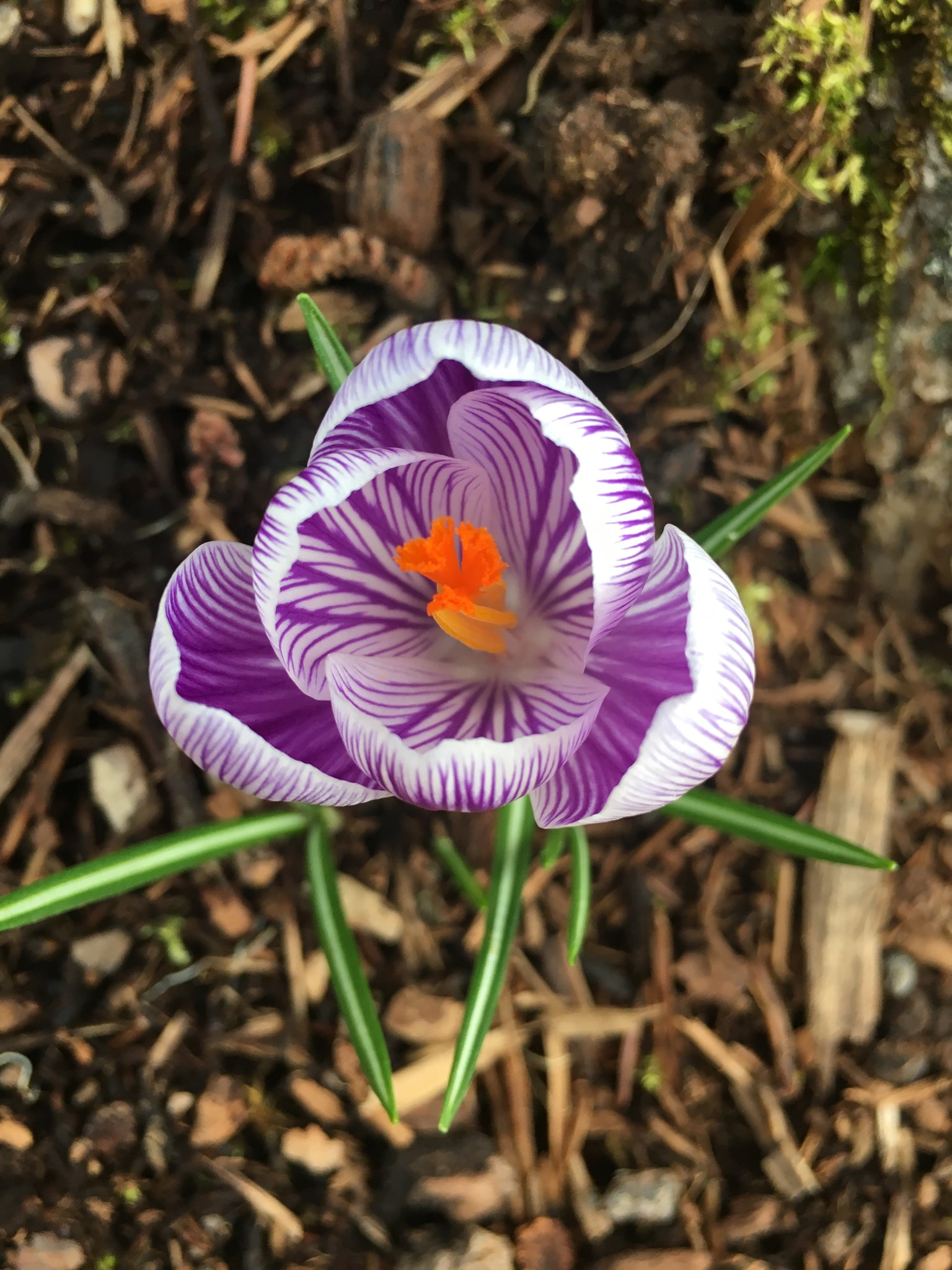 Wildflowers popping up in the yard | Scrolller