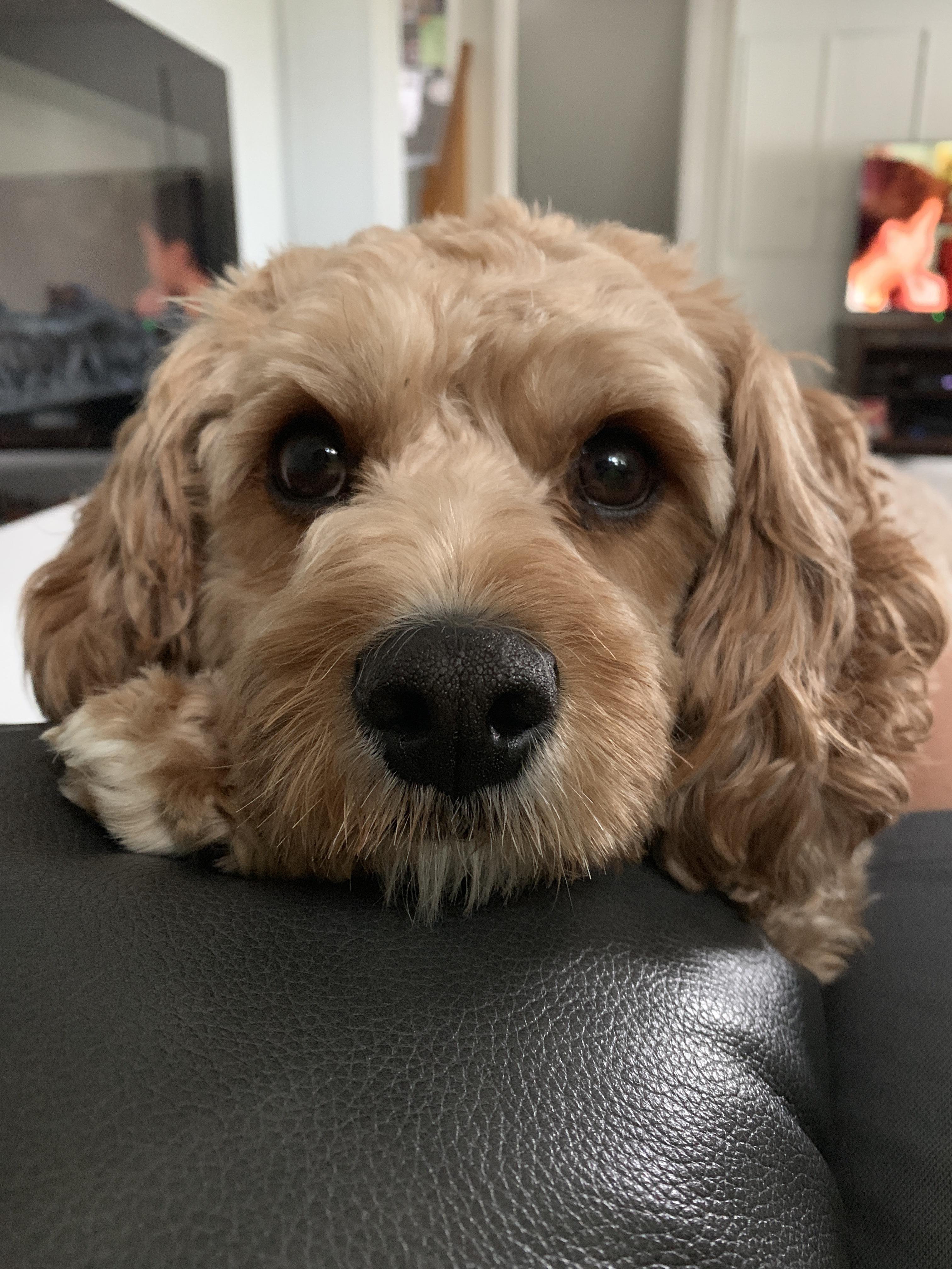 Wiley the Cavapoo! | Scrolller