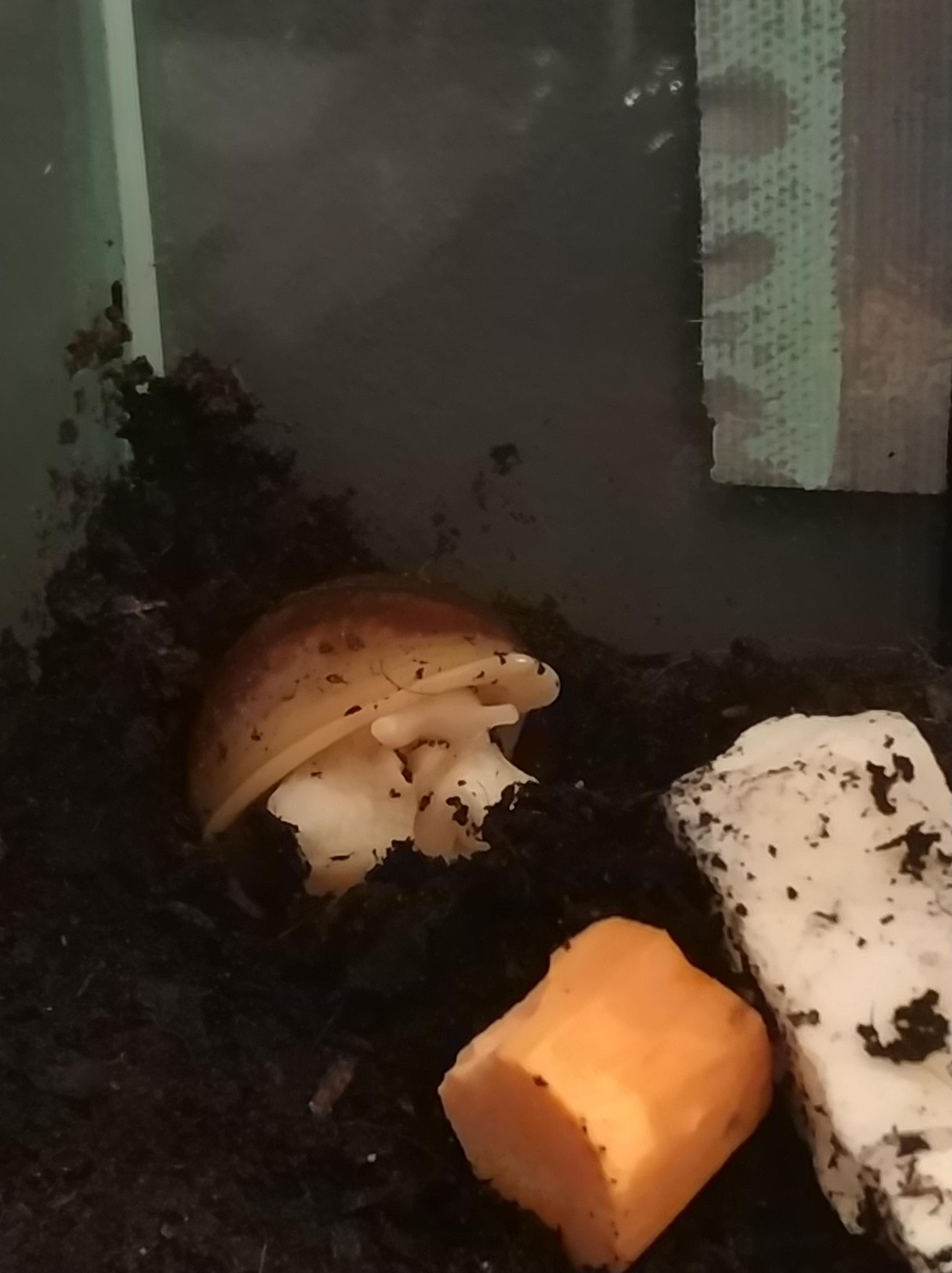 Wilfred's a hermit crab | Scrolller