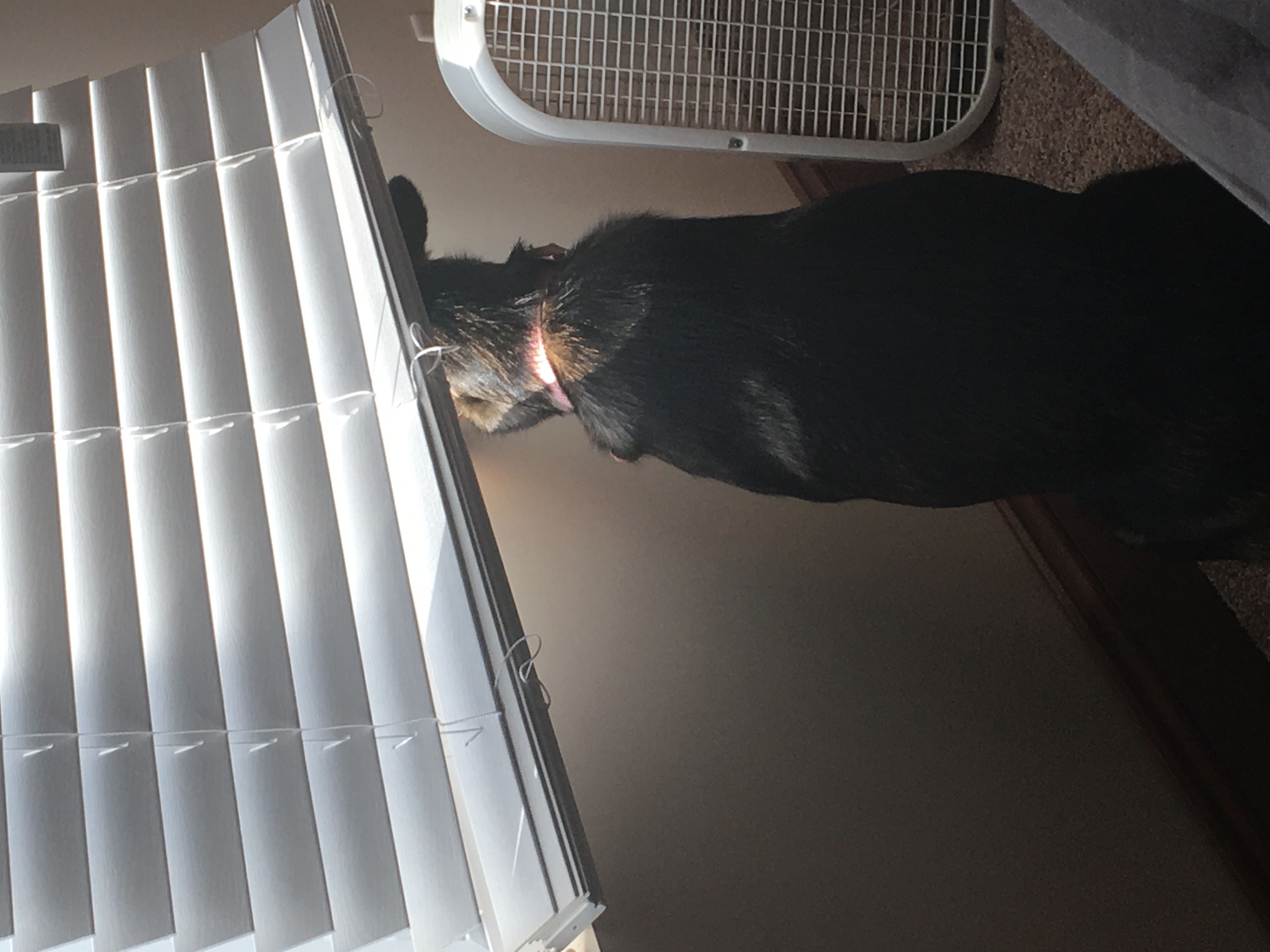 Window pupper | Scrolller