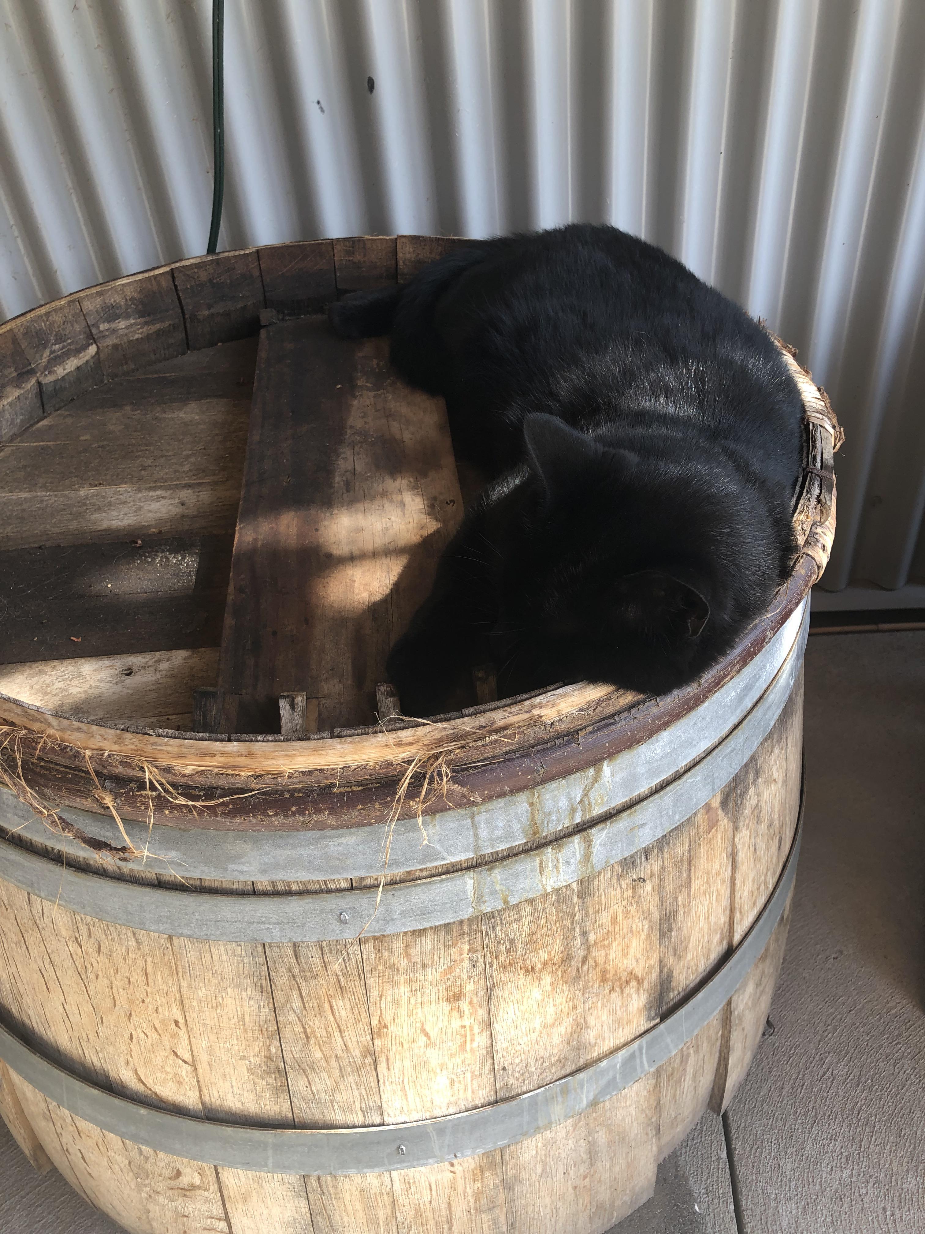 Wine barrel planted pot. | Scrolller